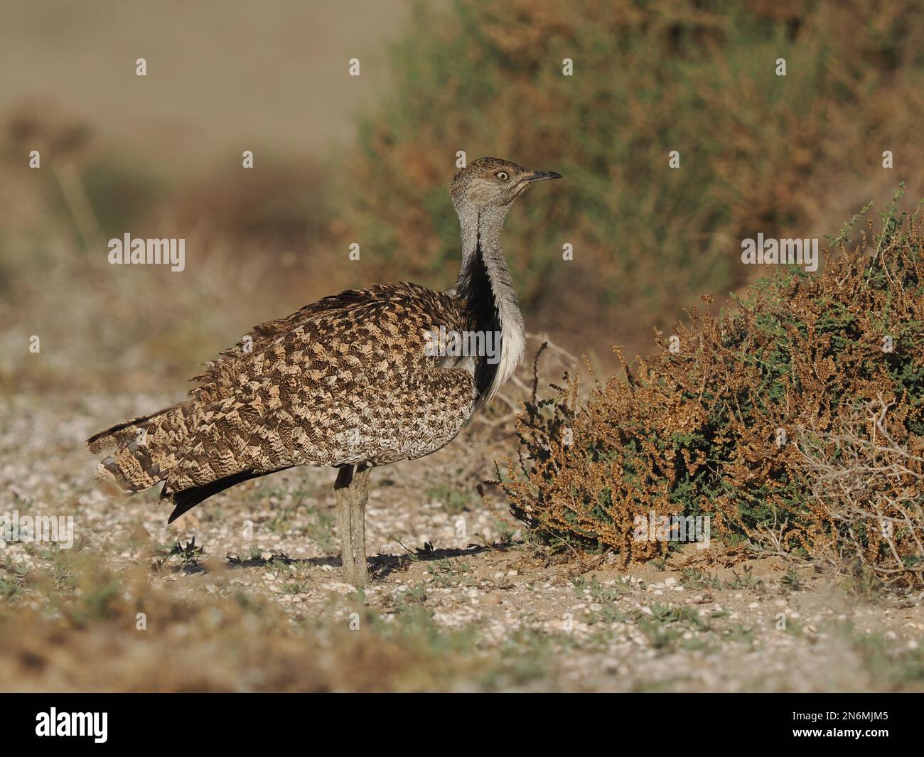 Houbara bustard are an endangered species, these images were obtained ...