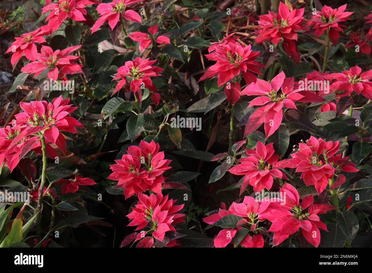 pink colored poinsettia flower farm for harvest and wedding are cash ...