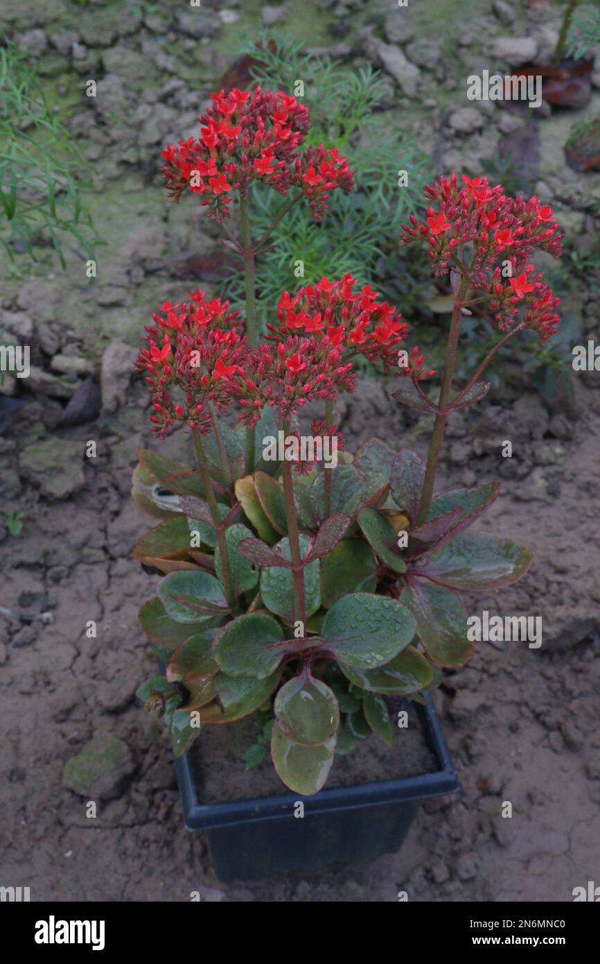 red colored Florist Kalanchoe flower on farm for harvest and wedding ...