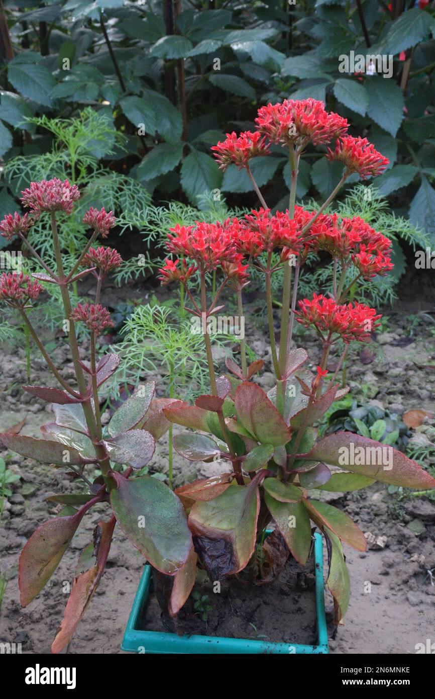 red colored Florist Kalanchoe flower on farm for harvest and wedding ...