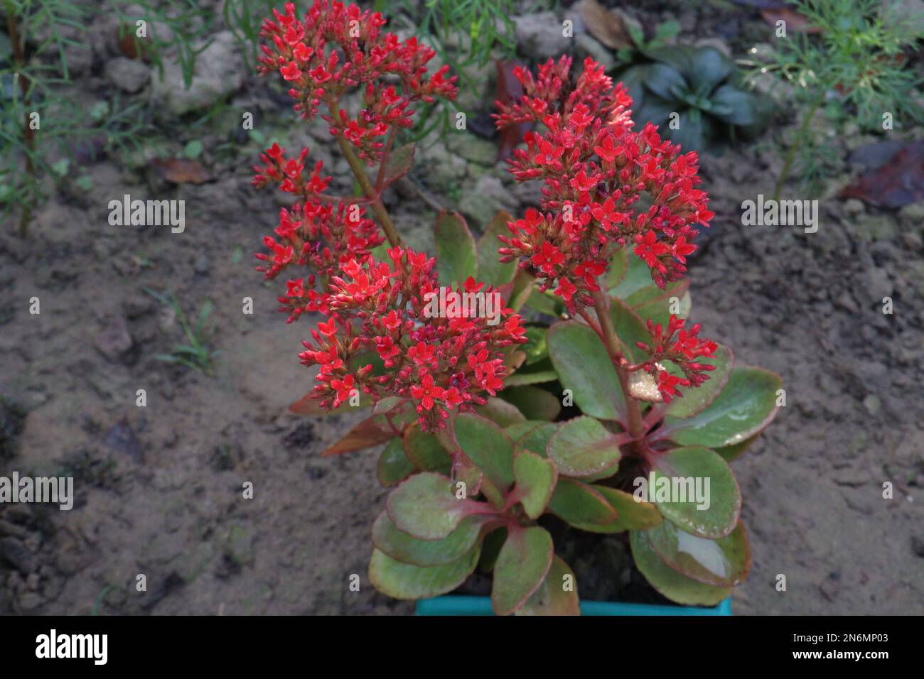 red colored Florist Kalanchoe flower on farm for harvest and wedding ...