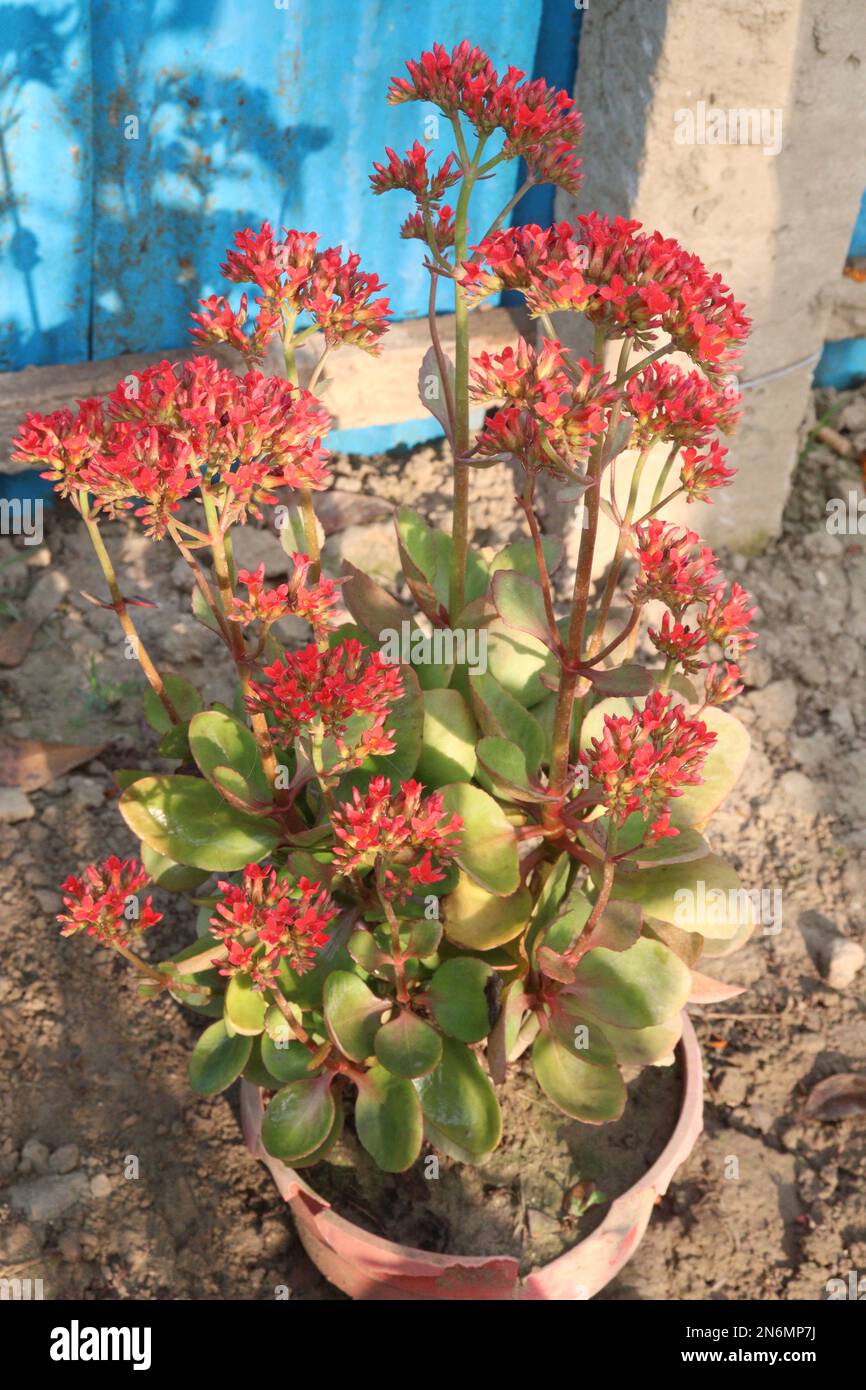 red colored Florist Kalanchoe flower on farm for harvest and wedding ...