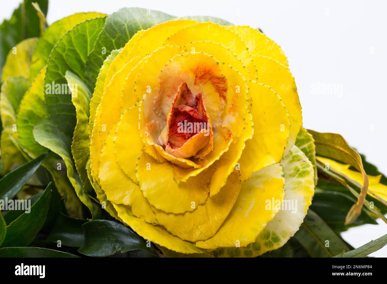 Ornamental kale with yellow, orange, and green leaves (Brassica ...