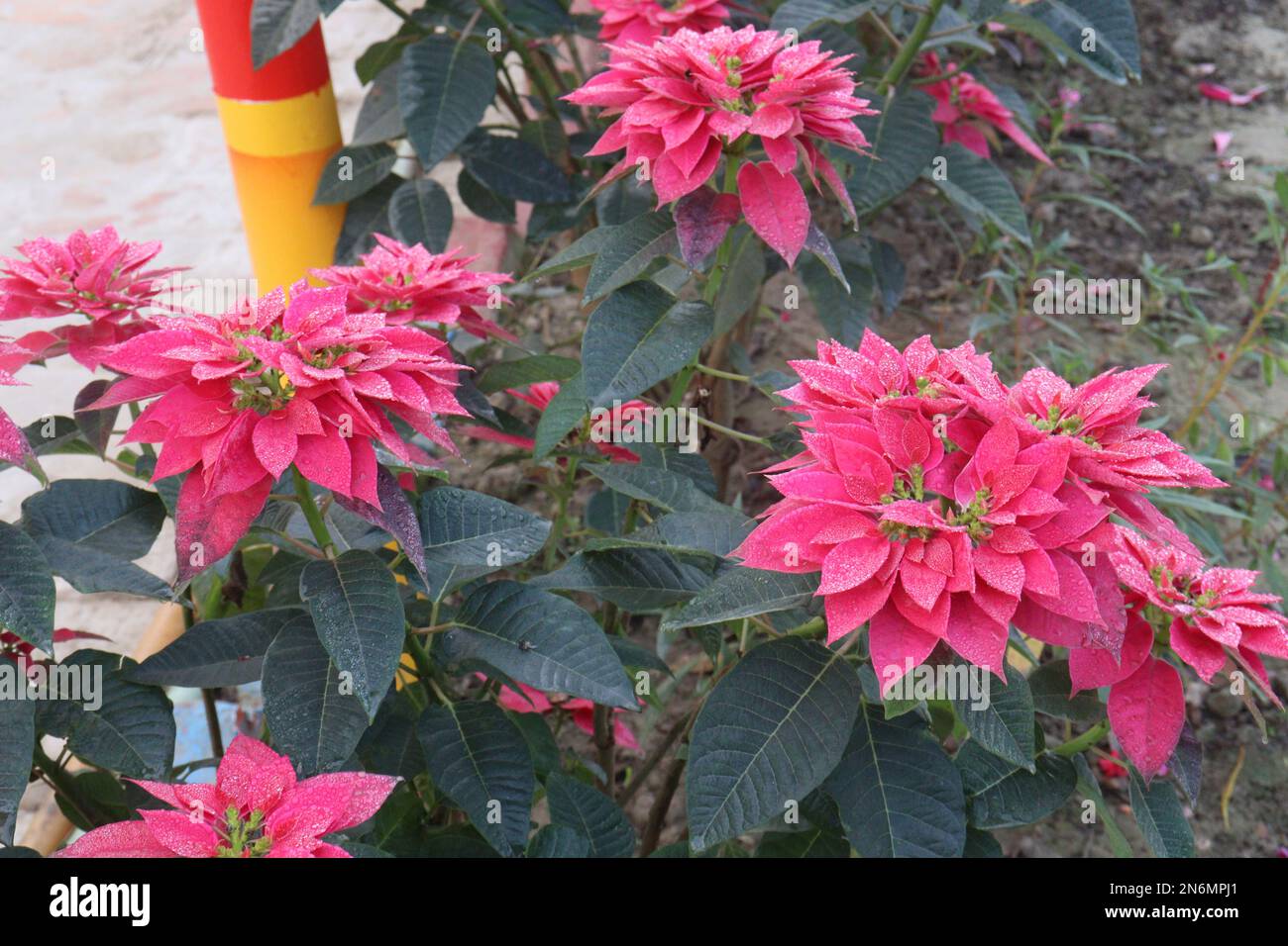 pink colored poinsettia flower farm for harvest and wedding are cash ...