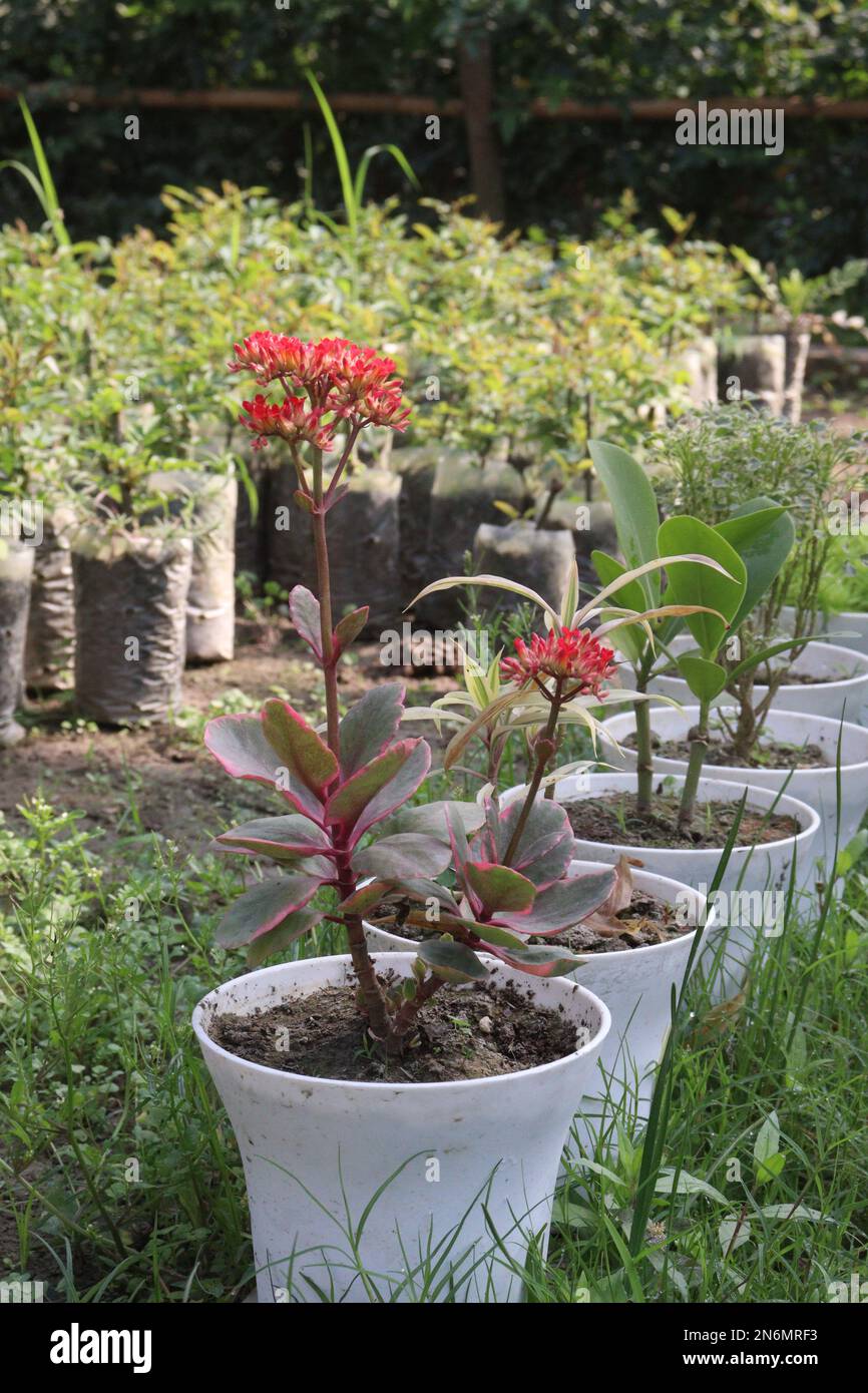red colored Florist Kalanchoe flower on farm for harvest and wedding ...