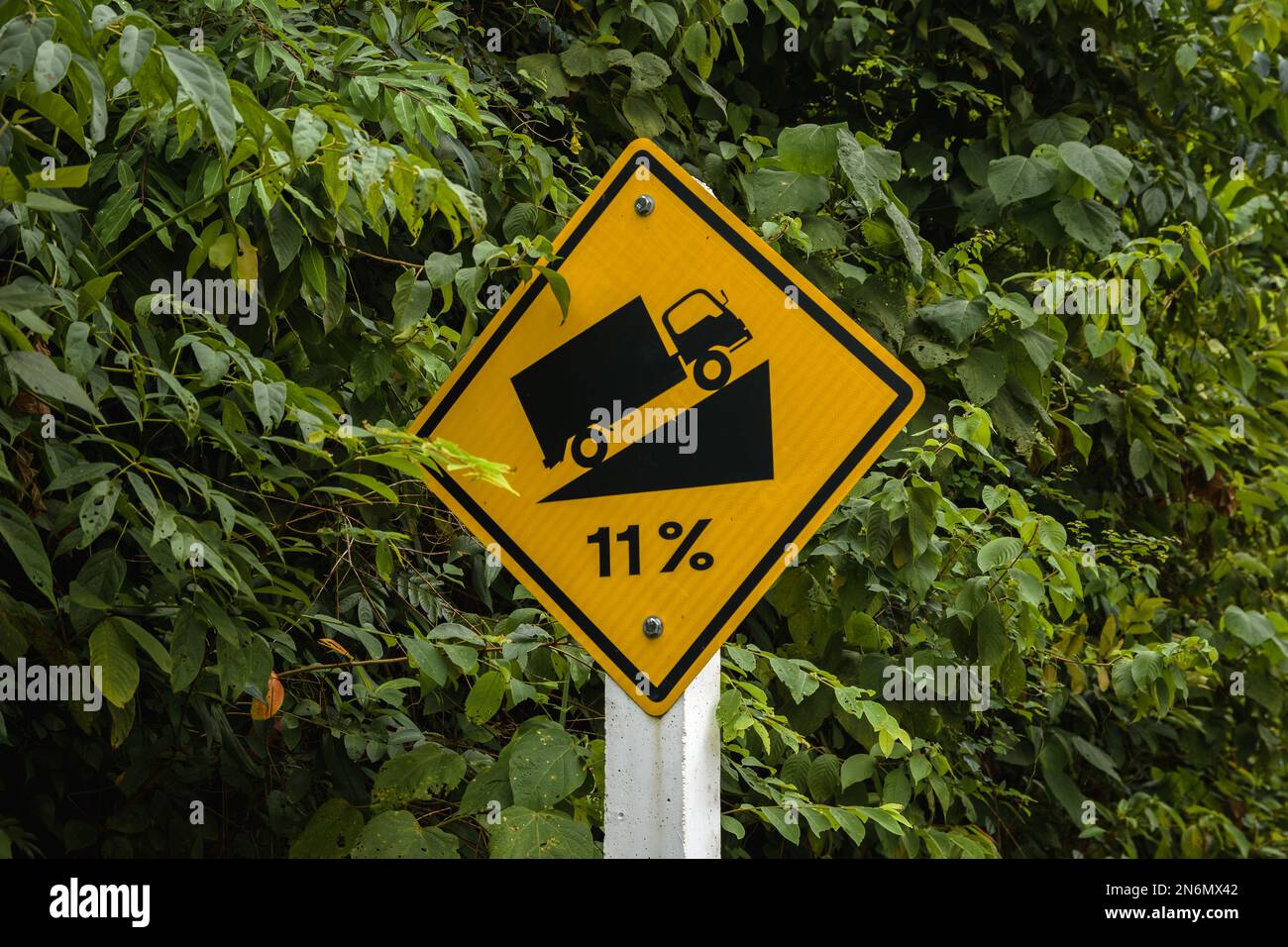 Yellow steep climb 11 percent warning sign with green leaves in the ...