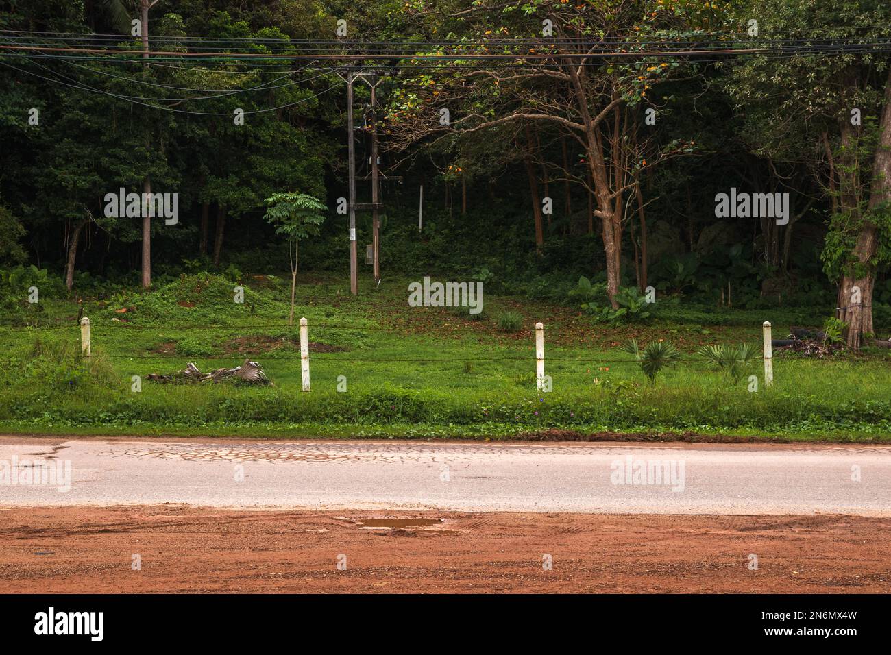 Empty rainforest hi-res stock photography and images - Alamy