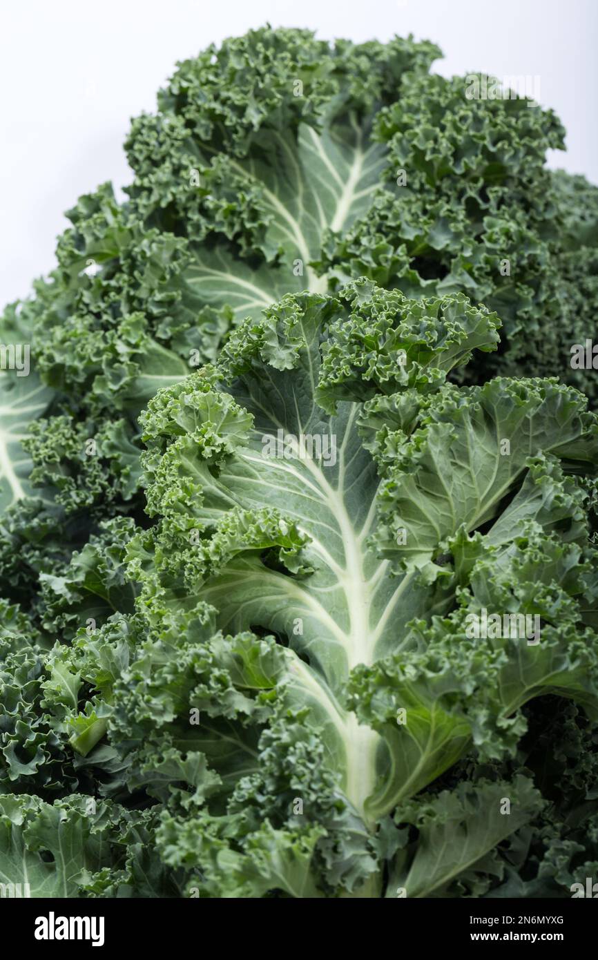 A healthy fresh curly kale Stock Photo - Alamy