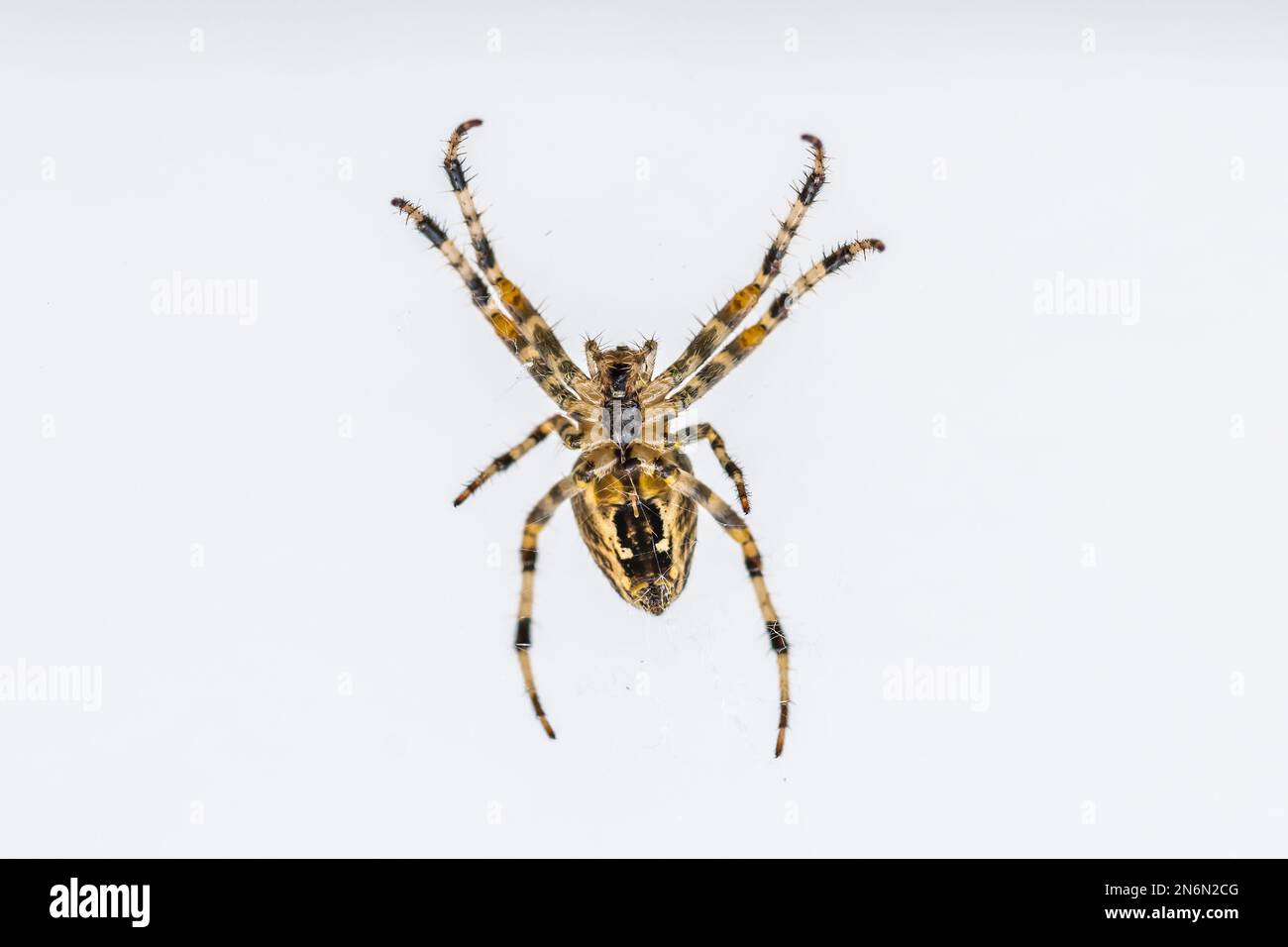 Araneus cross spider from below, isolated Stock Photo - Alamy