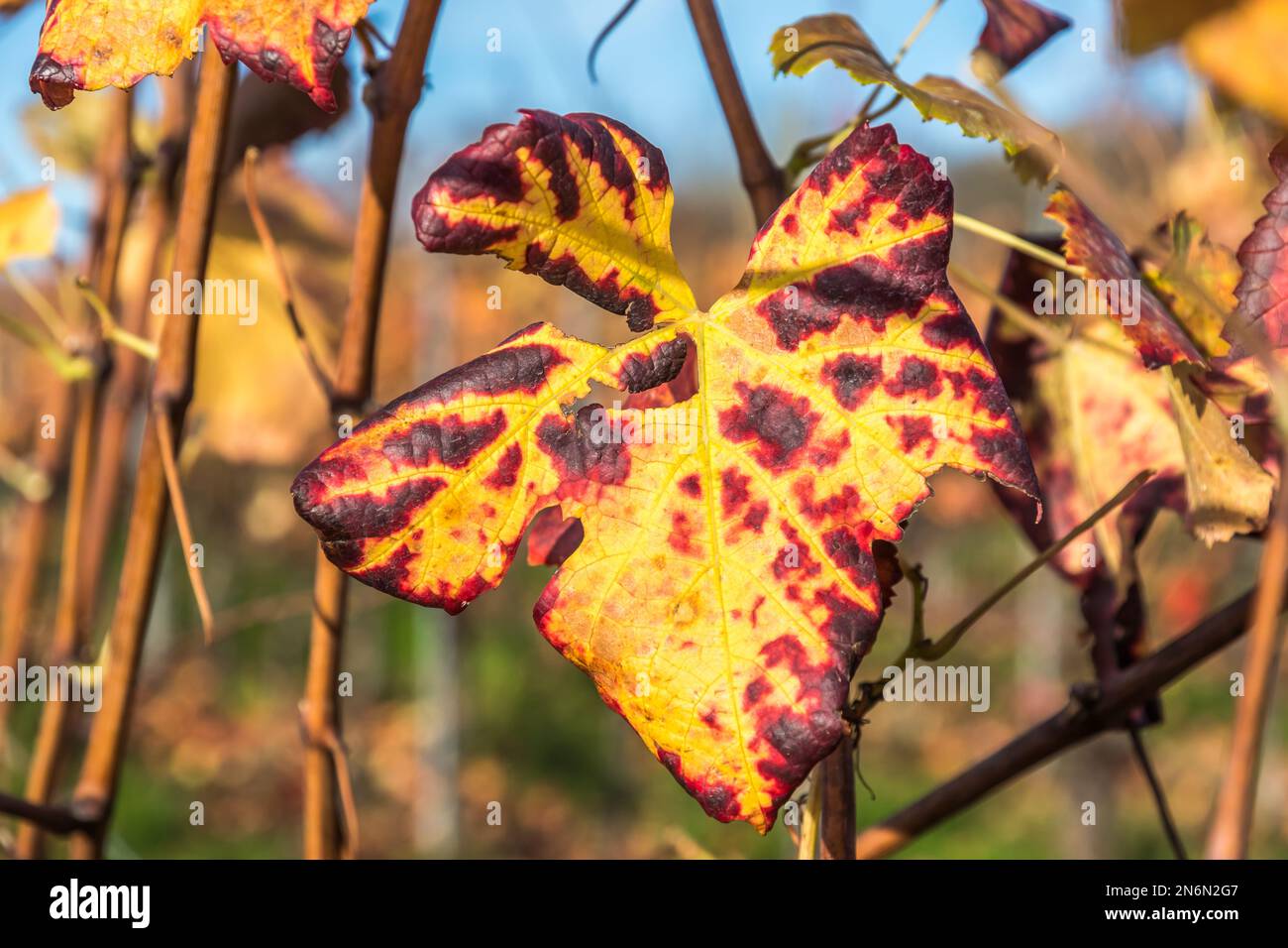 Yellow orange leaves on grapevine hi-res stock photography and images ...