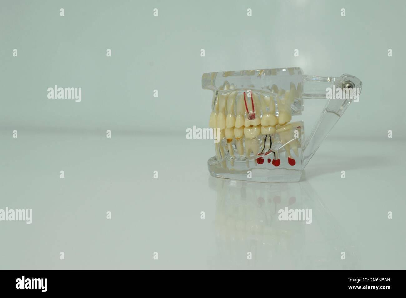 Mock-up Jaws on white background reflection teeth skeleton plastic ...