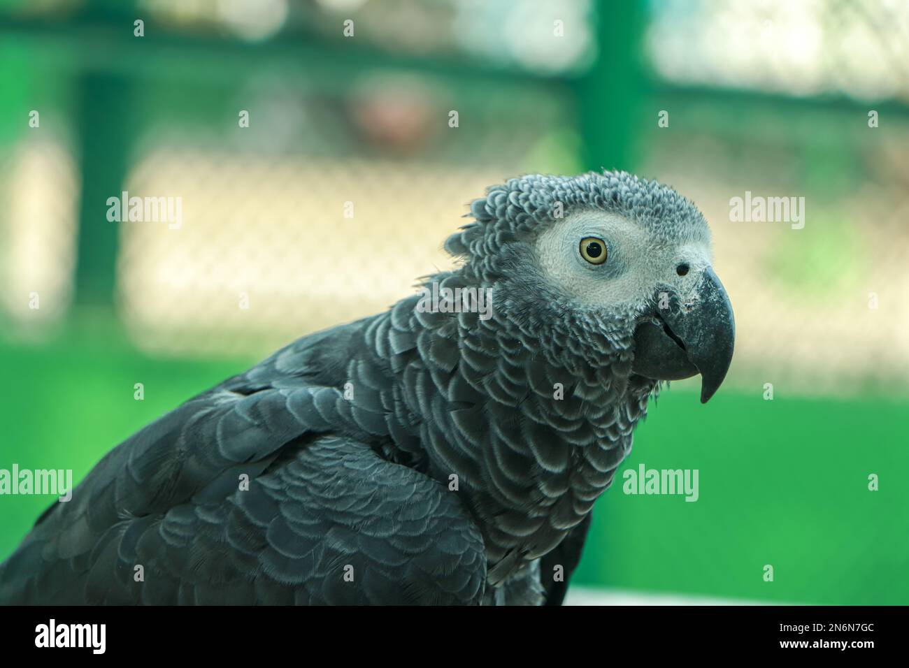 African grey parrot(Psittacus erithacus) closeup The grey parrot is a ...