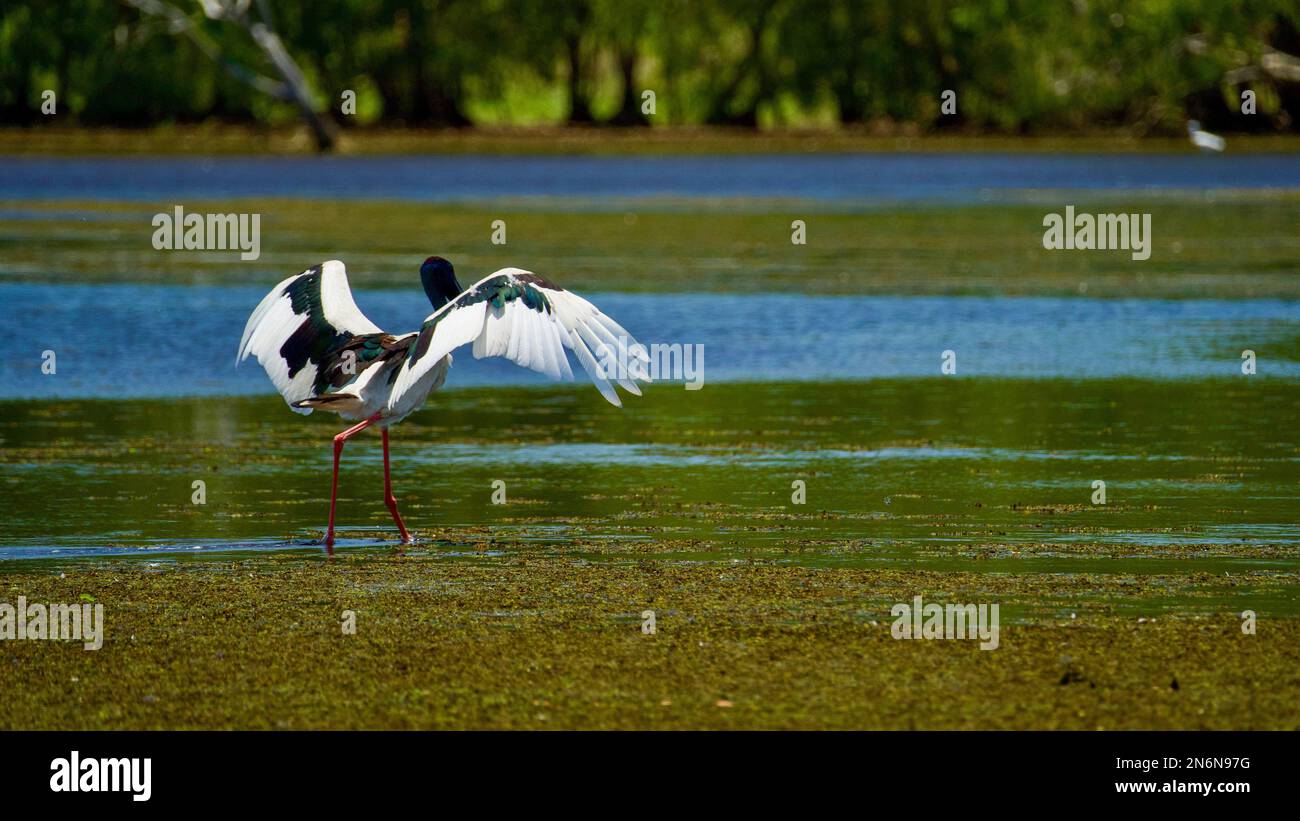 A back view of stork in water Stock Photo - Alamy