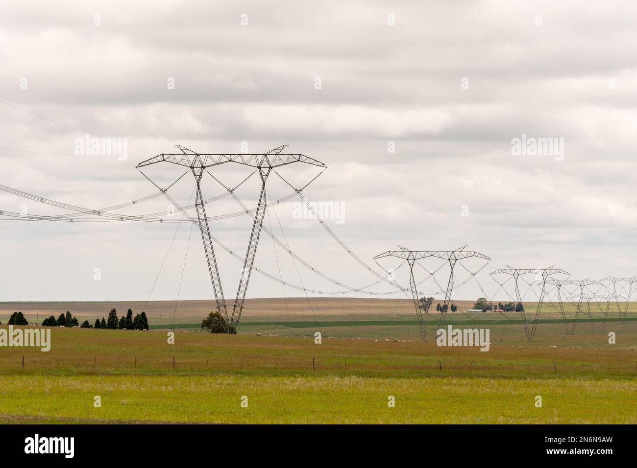 power lines, electricity pylons running through a sheep farm in the ...