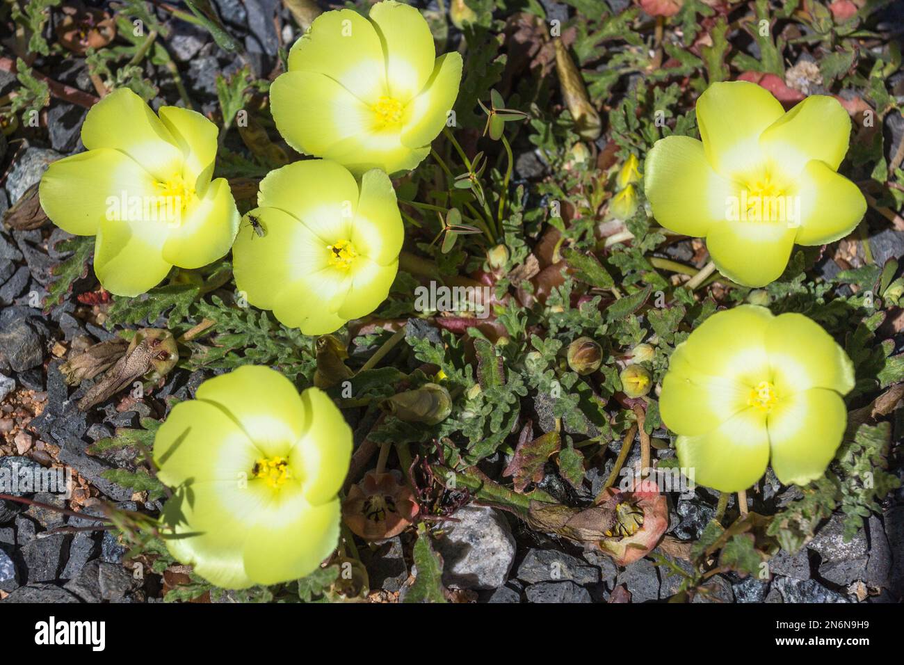 Paper snotblom (Grielum humifusum) yellow small spring wild flower ...
