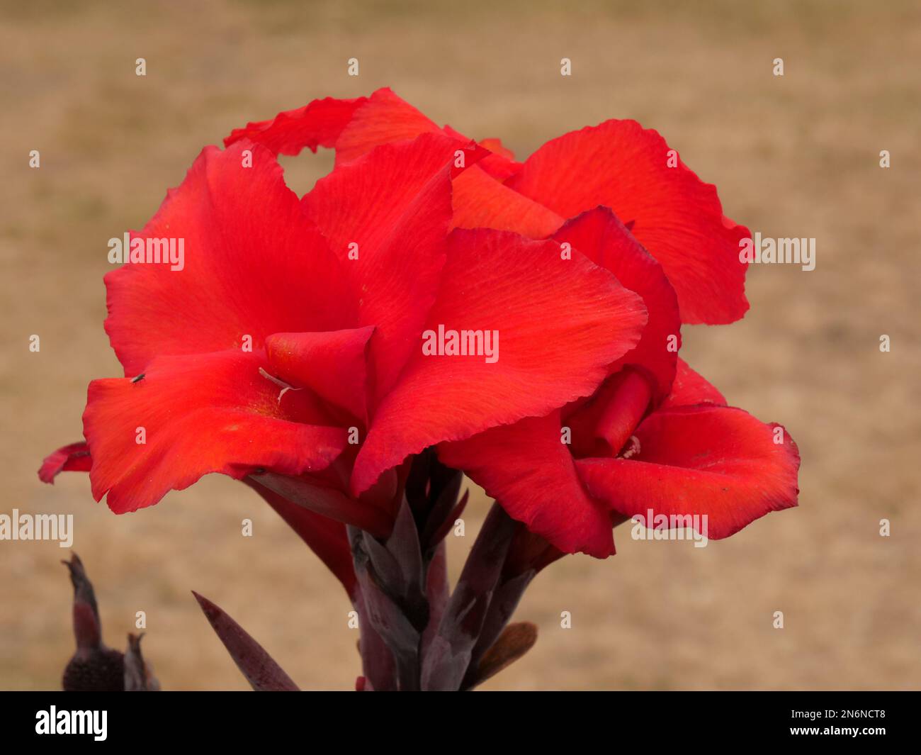 Beautiful red canna flowers Stock Photo - Alamy