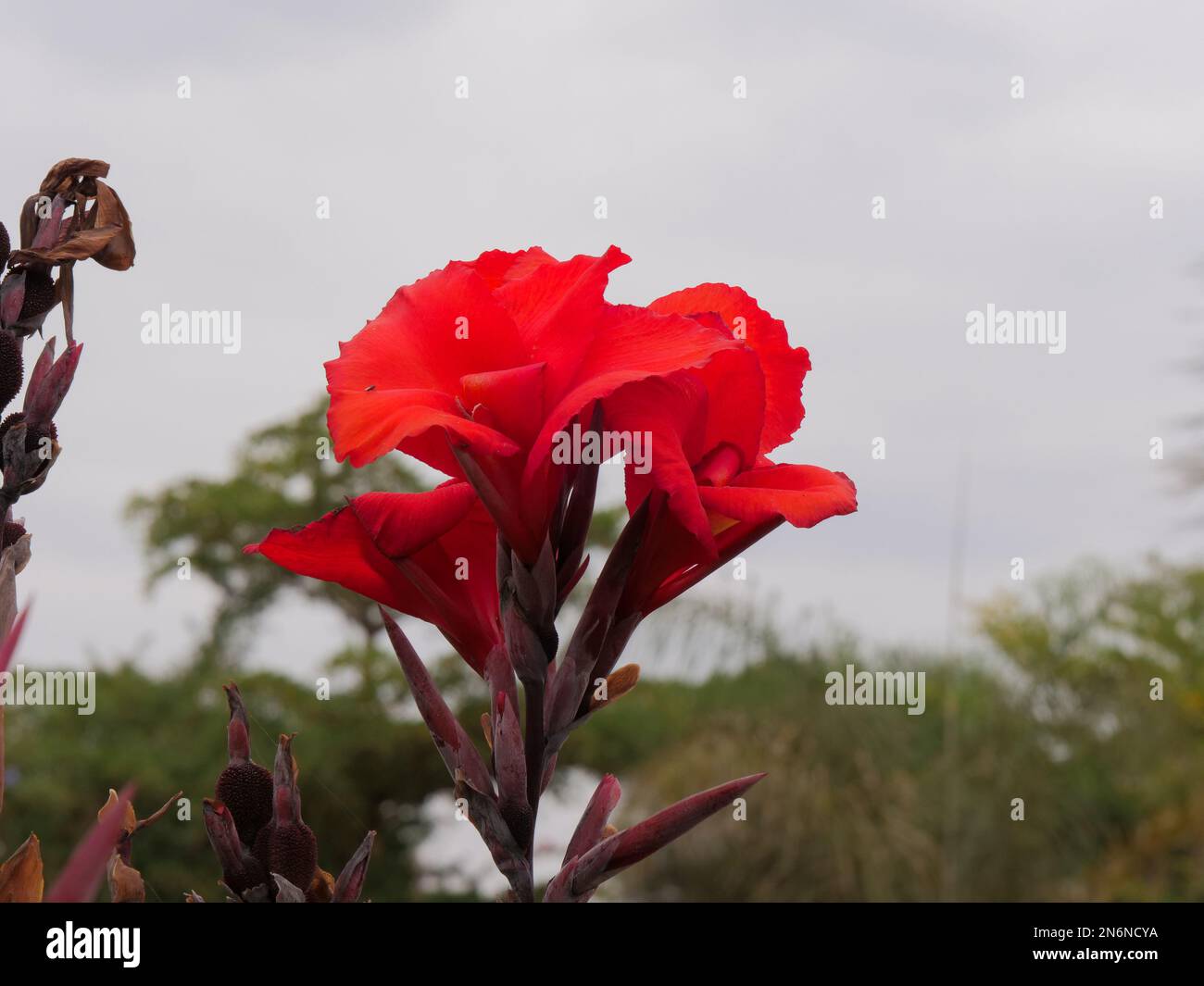 Canna flowers hi-res stock photography and images - Alamy