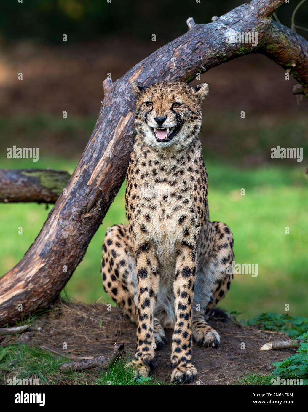 A young cheetah sitting by a tree and roaring Stock Photo - Alamy