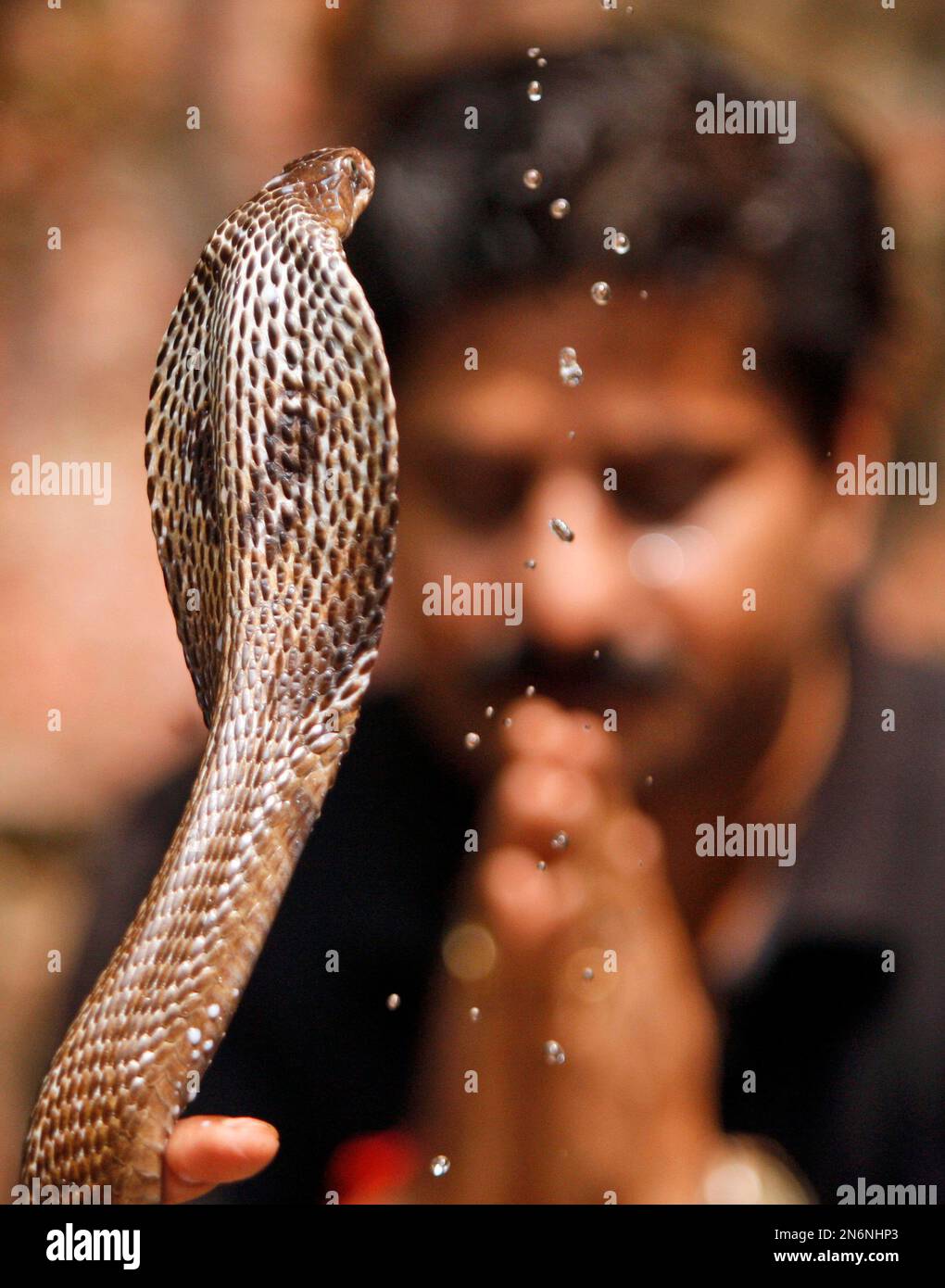 A Hindu devotee offers prayers to a snake on Naag Panchami festival in ...