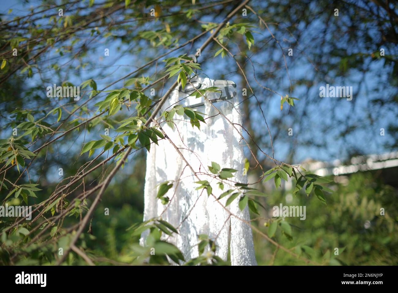 White wedding dress hanging in a tree Stock Photo - Alamy