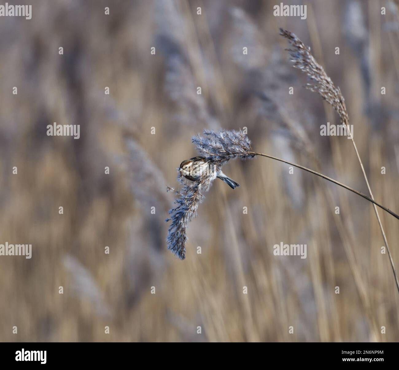 Ordinary bird hi-res stock photography and images - Alamy