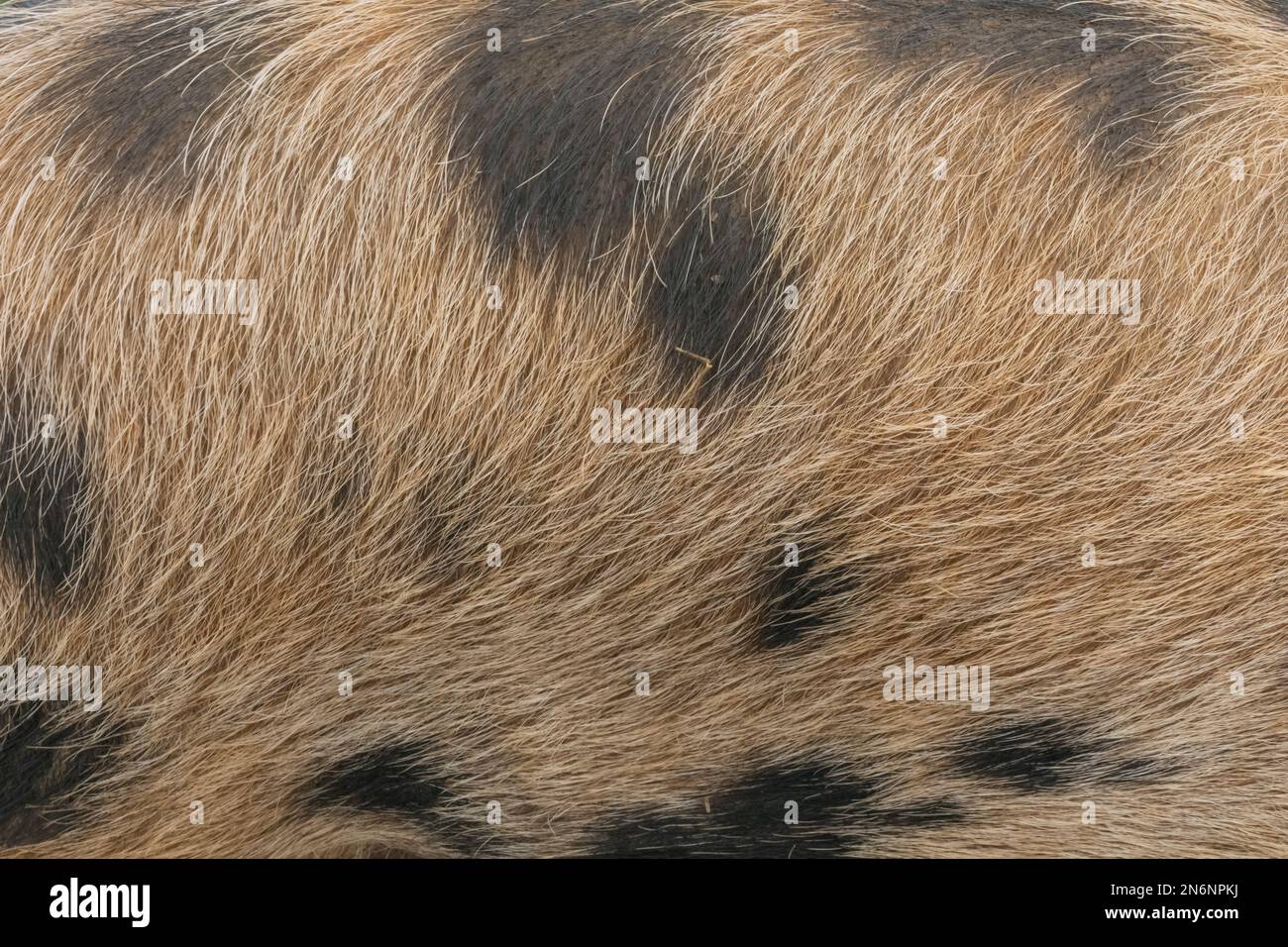 Close up of hair and spots on pig hi-res stock photography and images ...