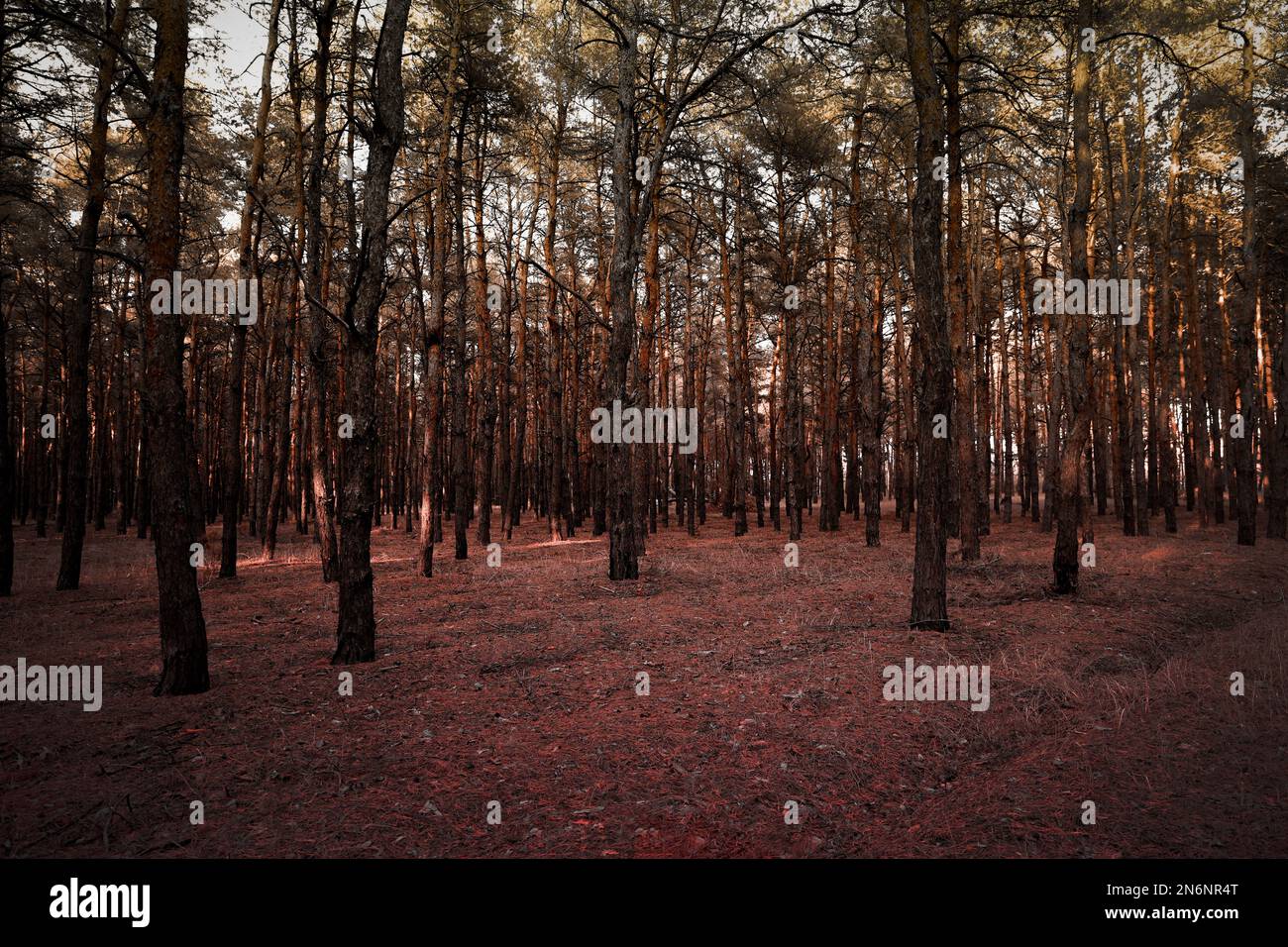 Fantasy setting hi-res stock photography and images - Alamy