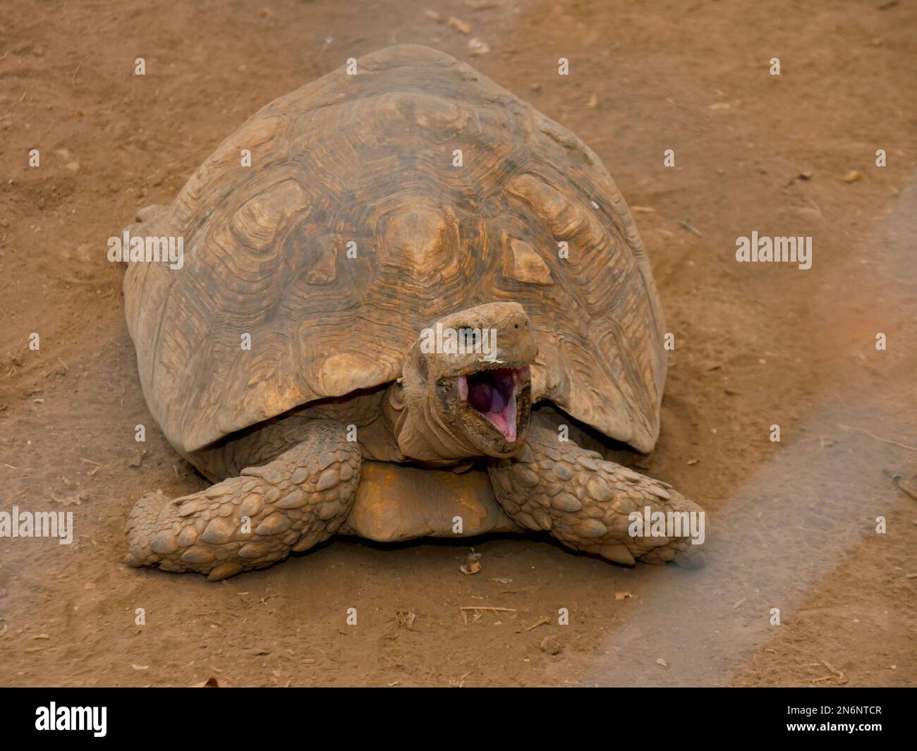 Tortoise in a park in Kenya Stock Photo - Alamy