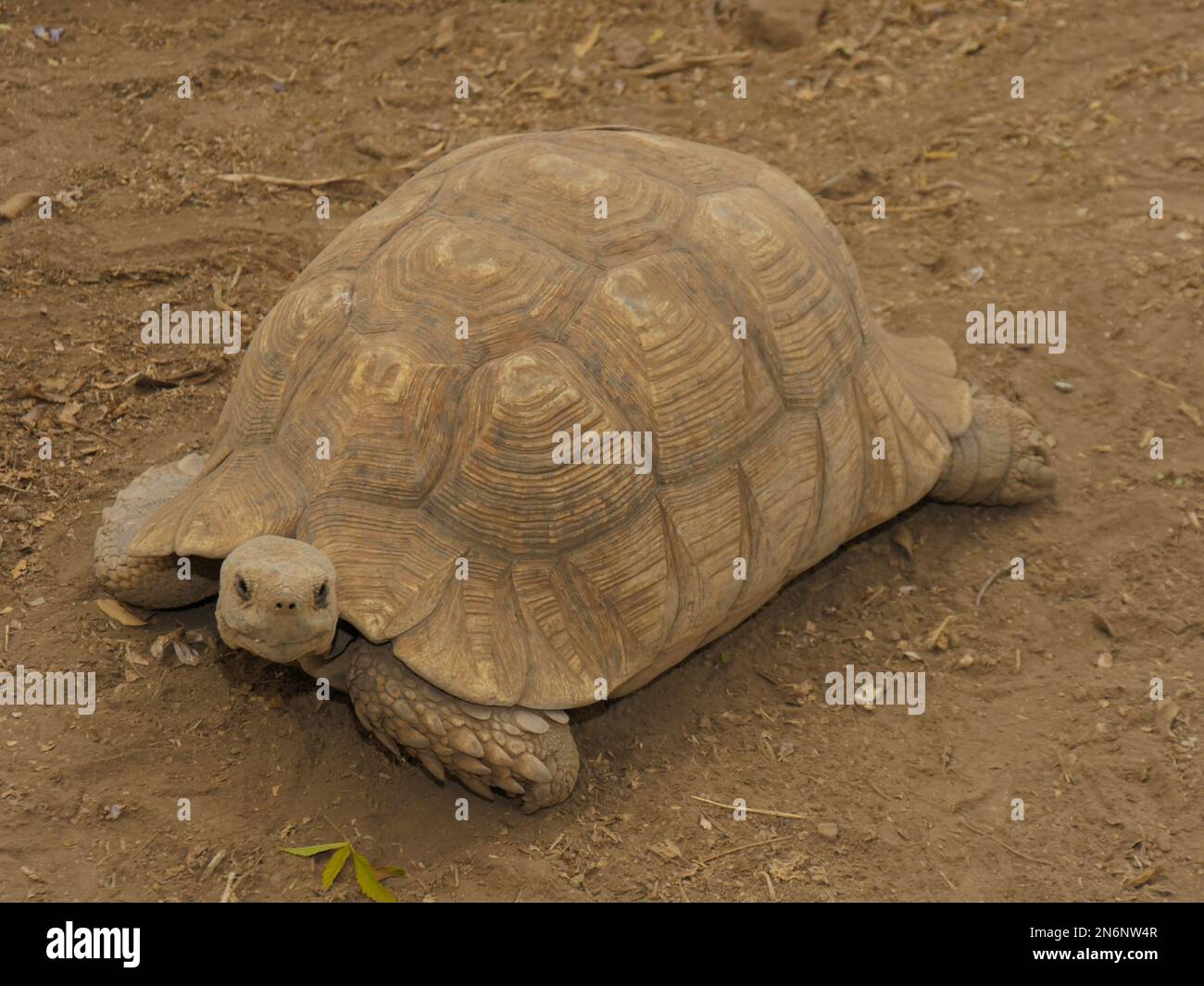 Tortoise in a park in Kenya Stock Photo - Alamy