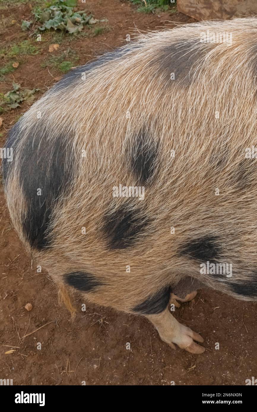 England, Dorset, Bridport, Symondsbury Estate, Close-up of Hair and ...