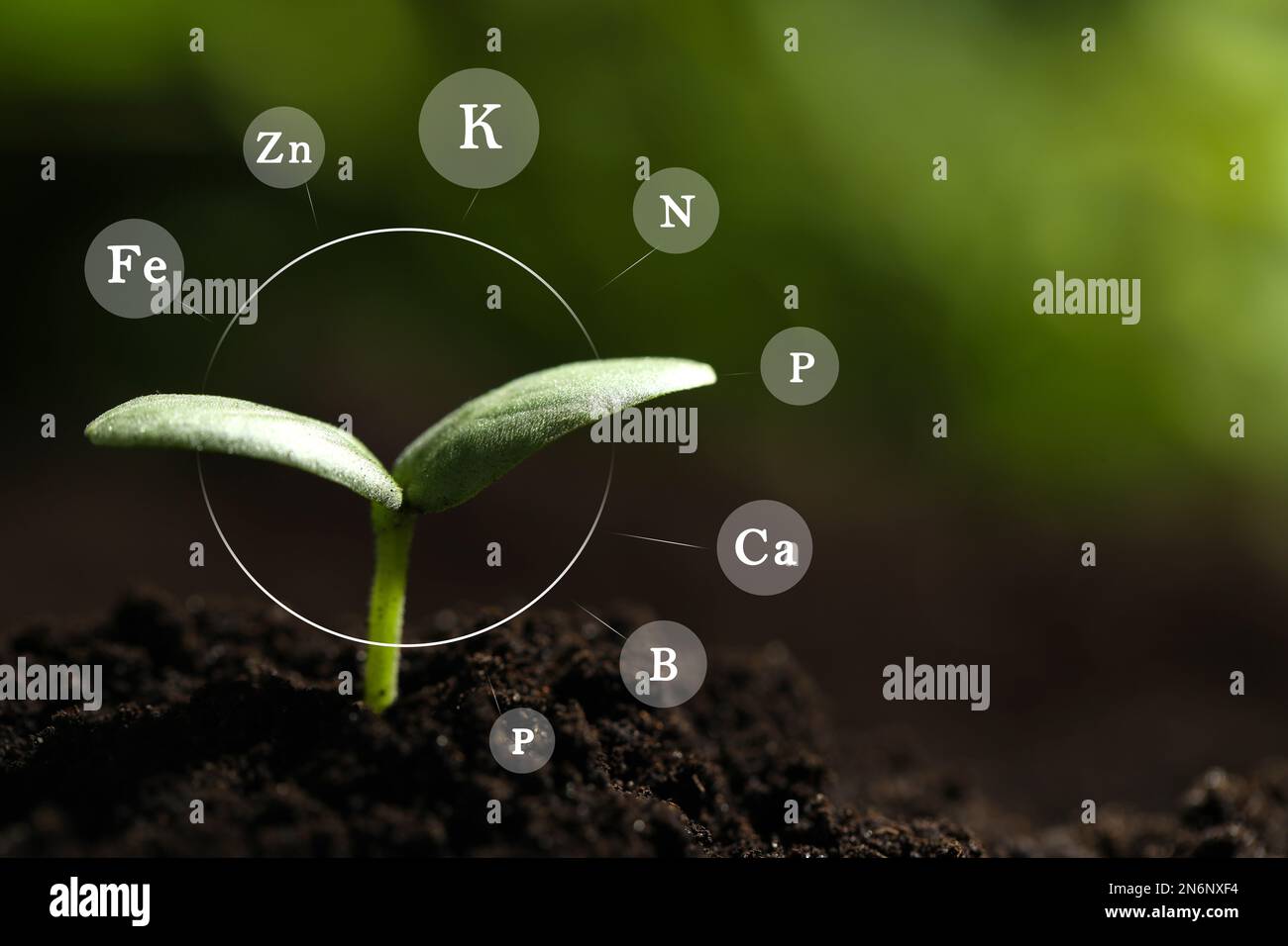 Mineral fertilizer. Young seedling growing in soil outdoors, closeup ...