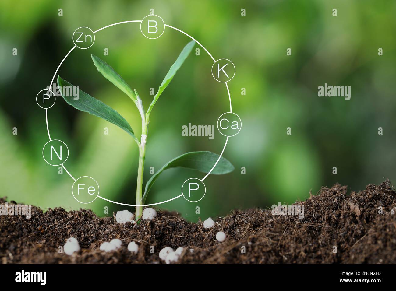 Mineral fertilizer. Young seedling growing in soil, closeup Stock Photo ...
