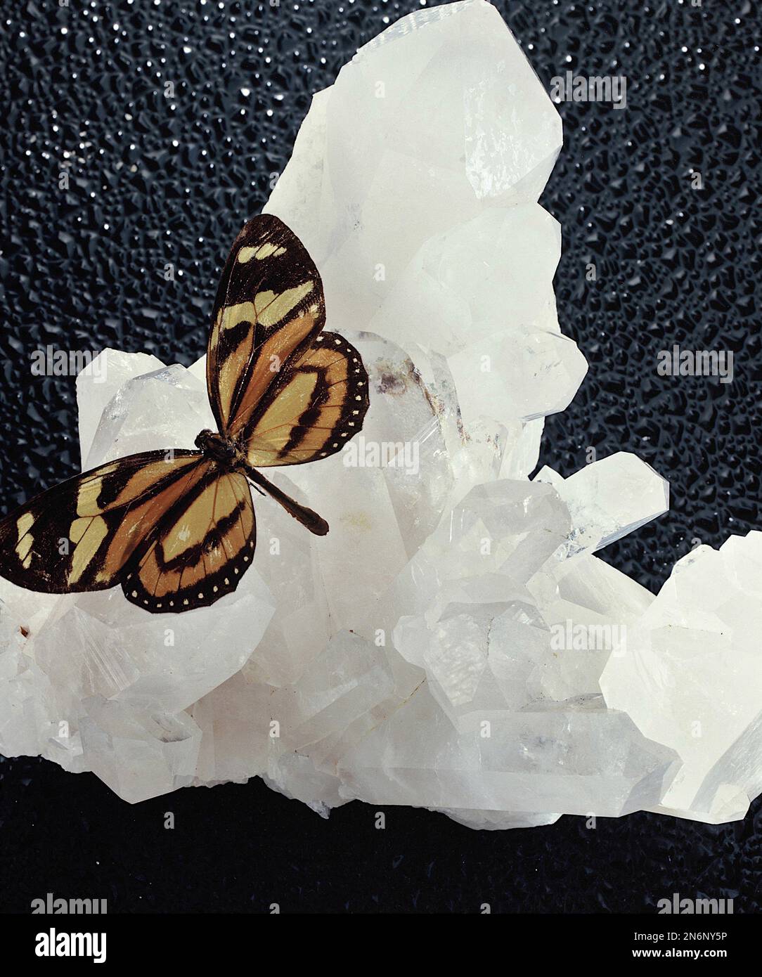 Lycorea butterfly hi-res stock photography and images - Alamy