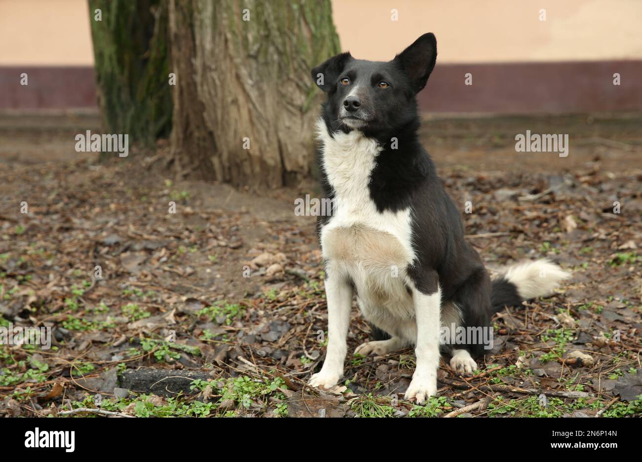 Homeless dog near tree outdoors. Abandoned animal Stock Photo - Alamy