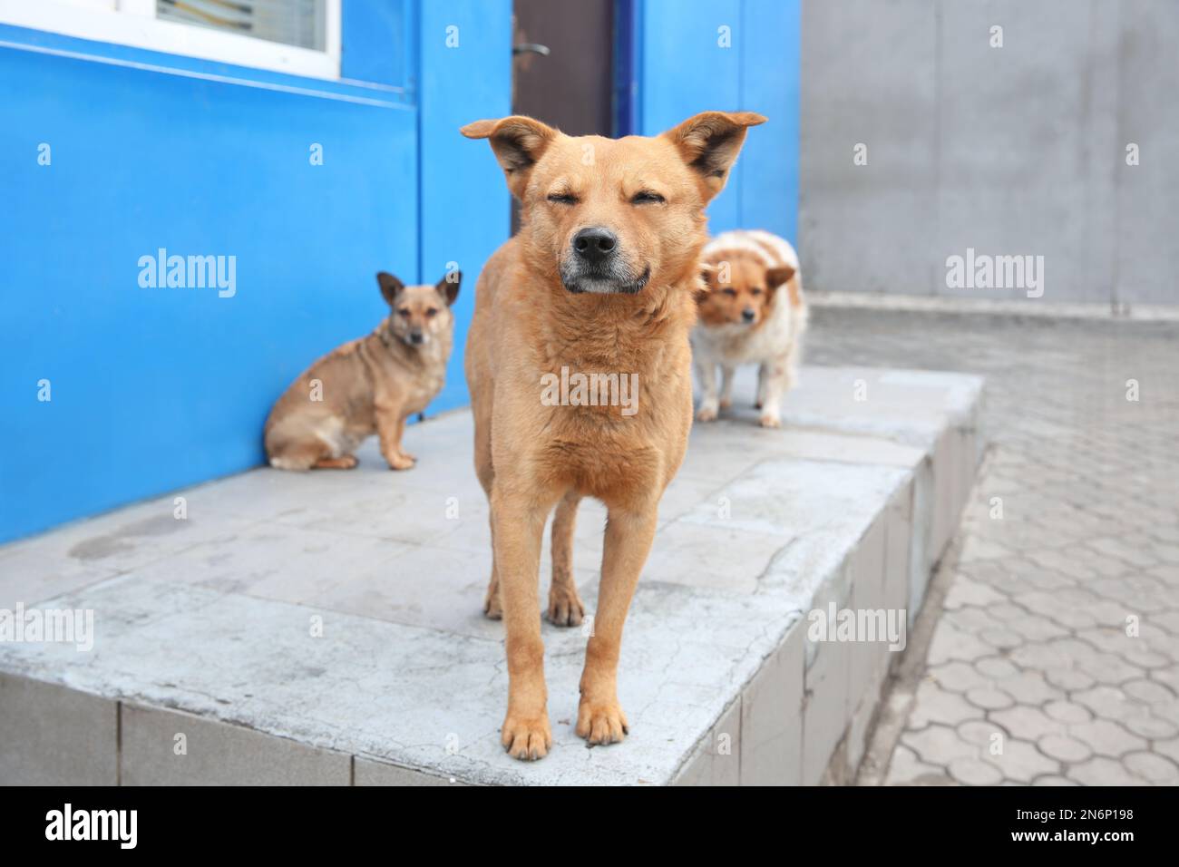 Homeless dogs on porch outdoors. Abandoned animals Stock Photo - Alamy