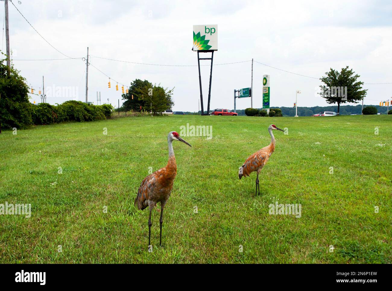 Sandhill Cranes stand outside the BP gas station in Jackson Tuesday ...