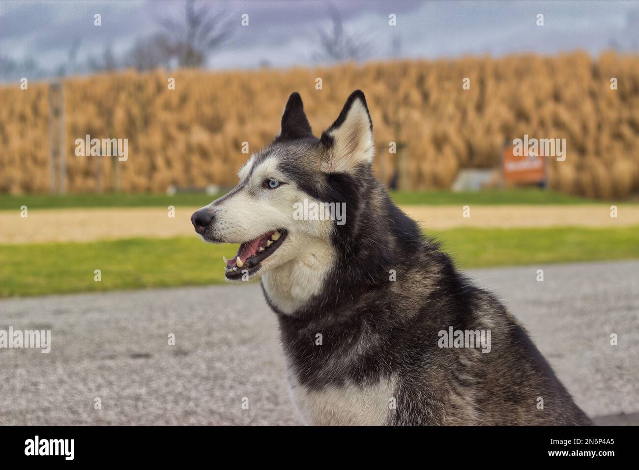 Husky looks into the distance with diffuse background Stock Photo - Alamy