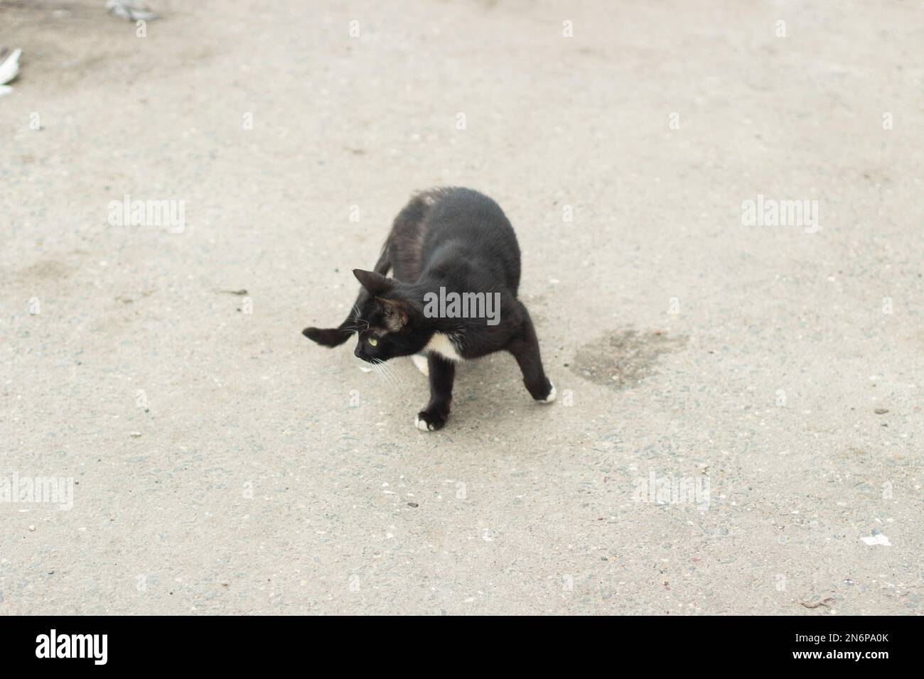 Animal without an owner hi-res stock photography and images - Alamy