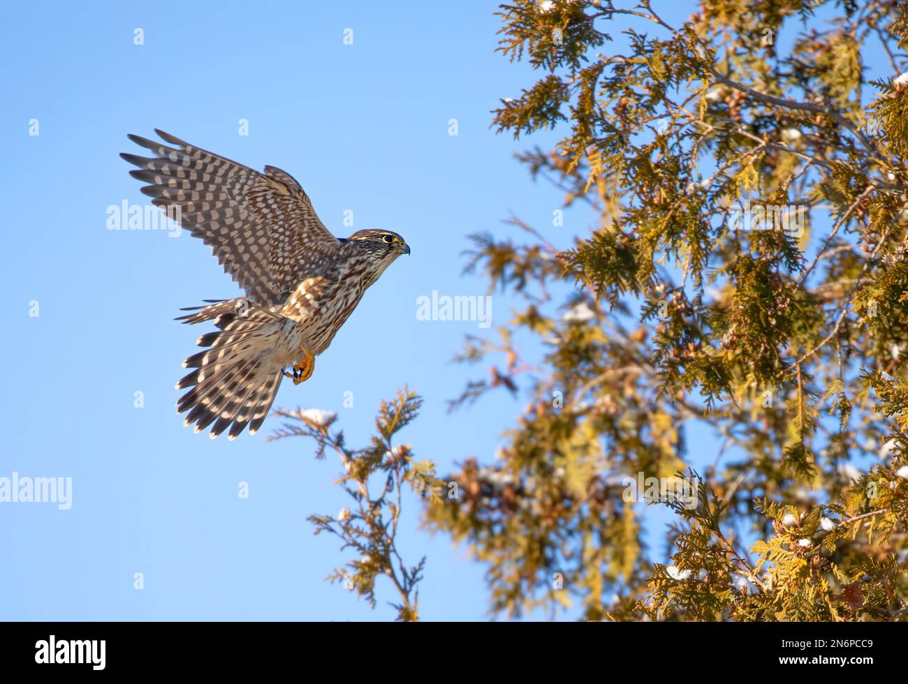 Merlin in flight with wings spread wide isolated against a blue ...