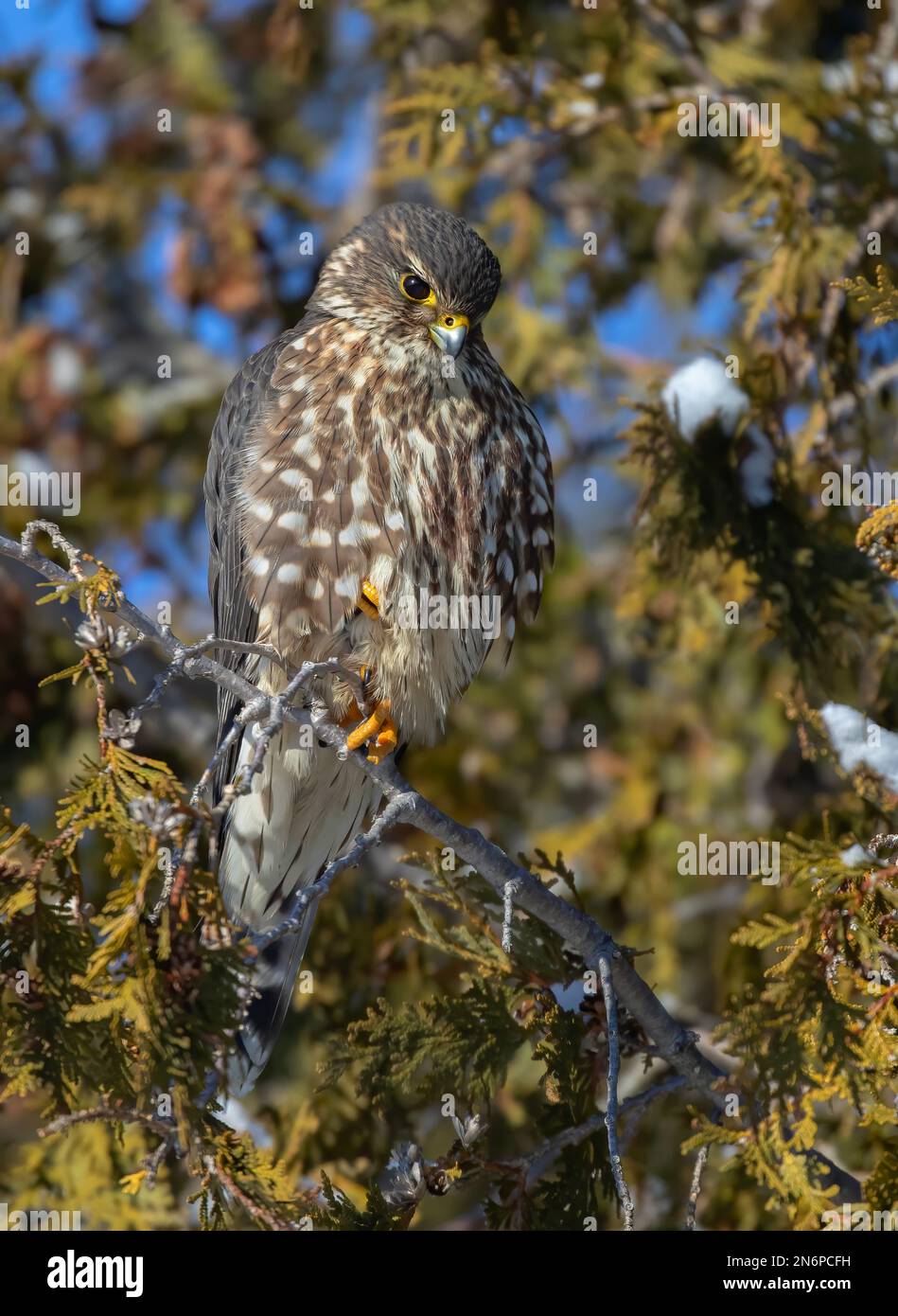 Merlin is a small falcon perched in a cedar tree hunting in winter ...