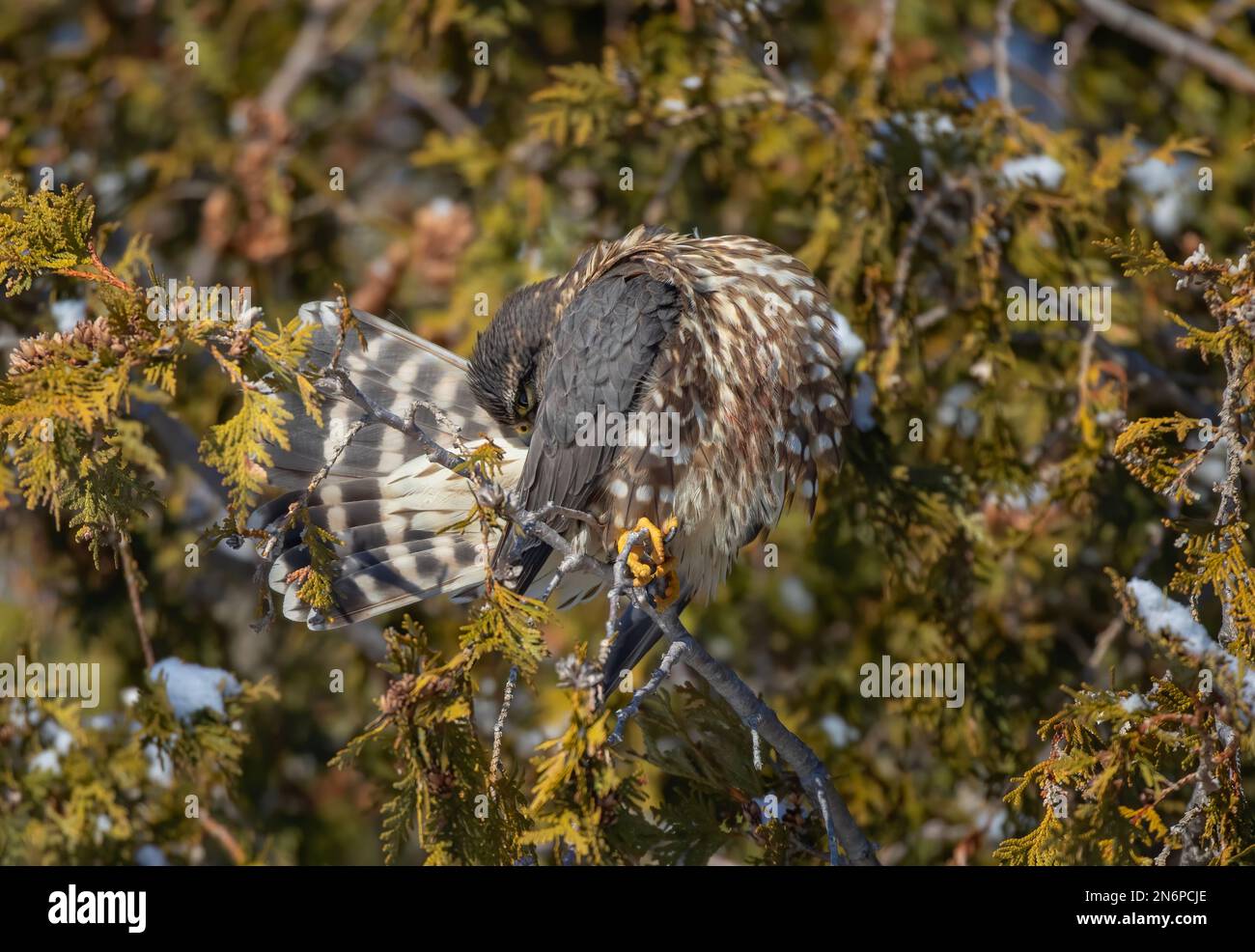 Preening in tree hi-res stock photography and images - Alamy