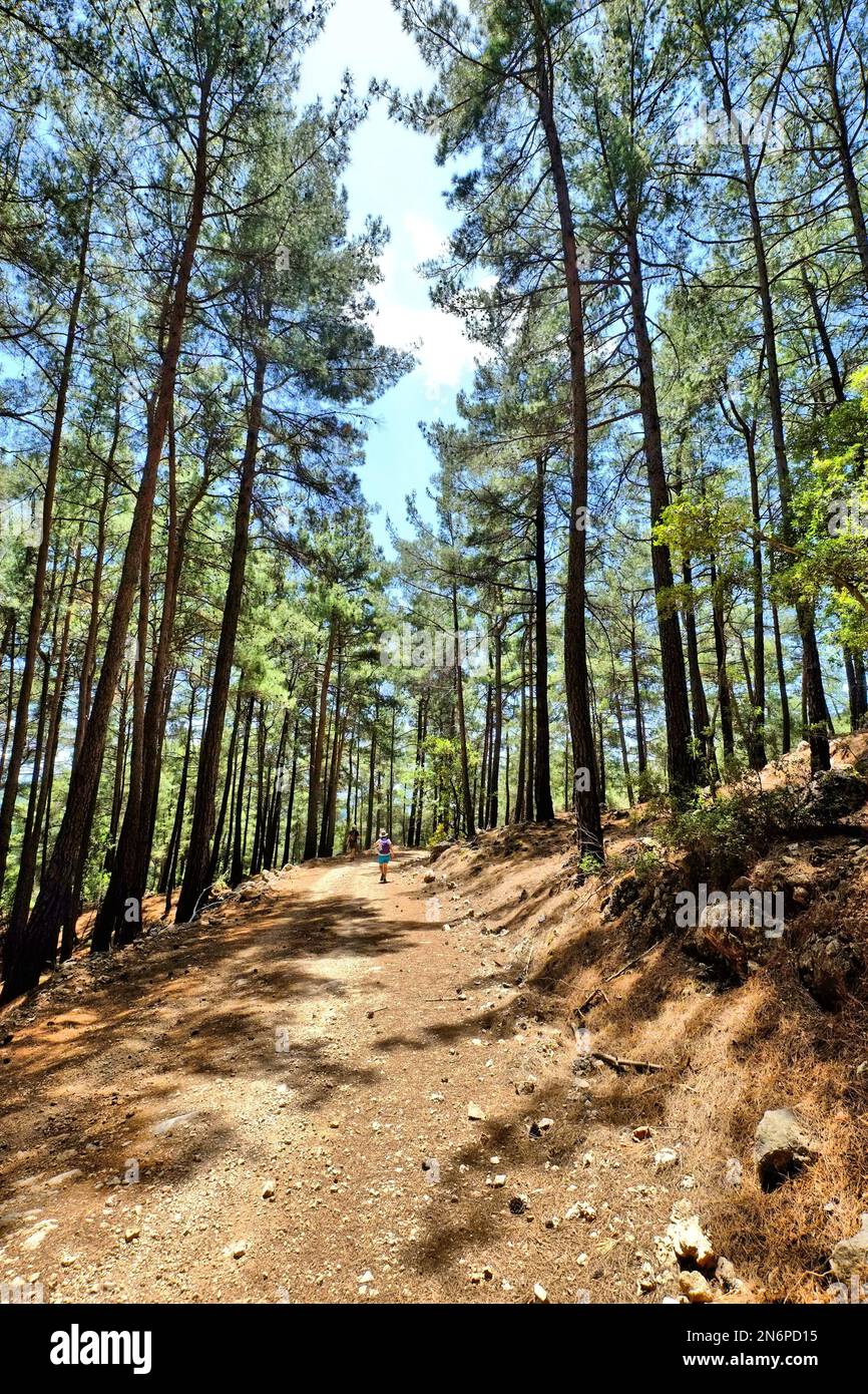walking in the woods in Turkey Stock Photo - Alamy
