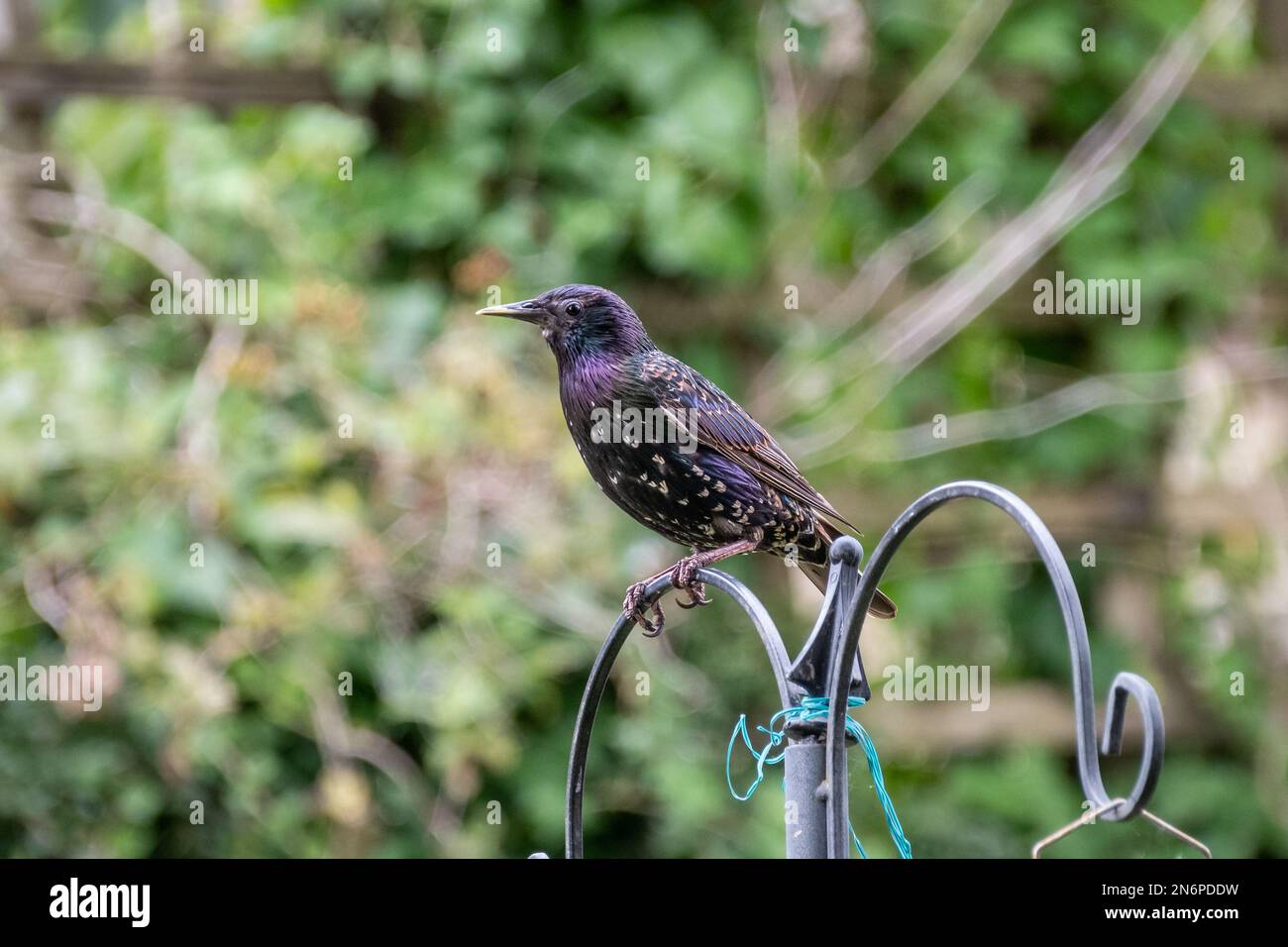 A common or European starling, Sturnus vulgaris, perched on top of a ...