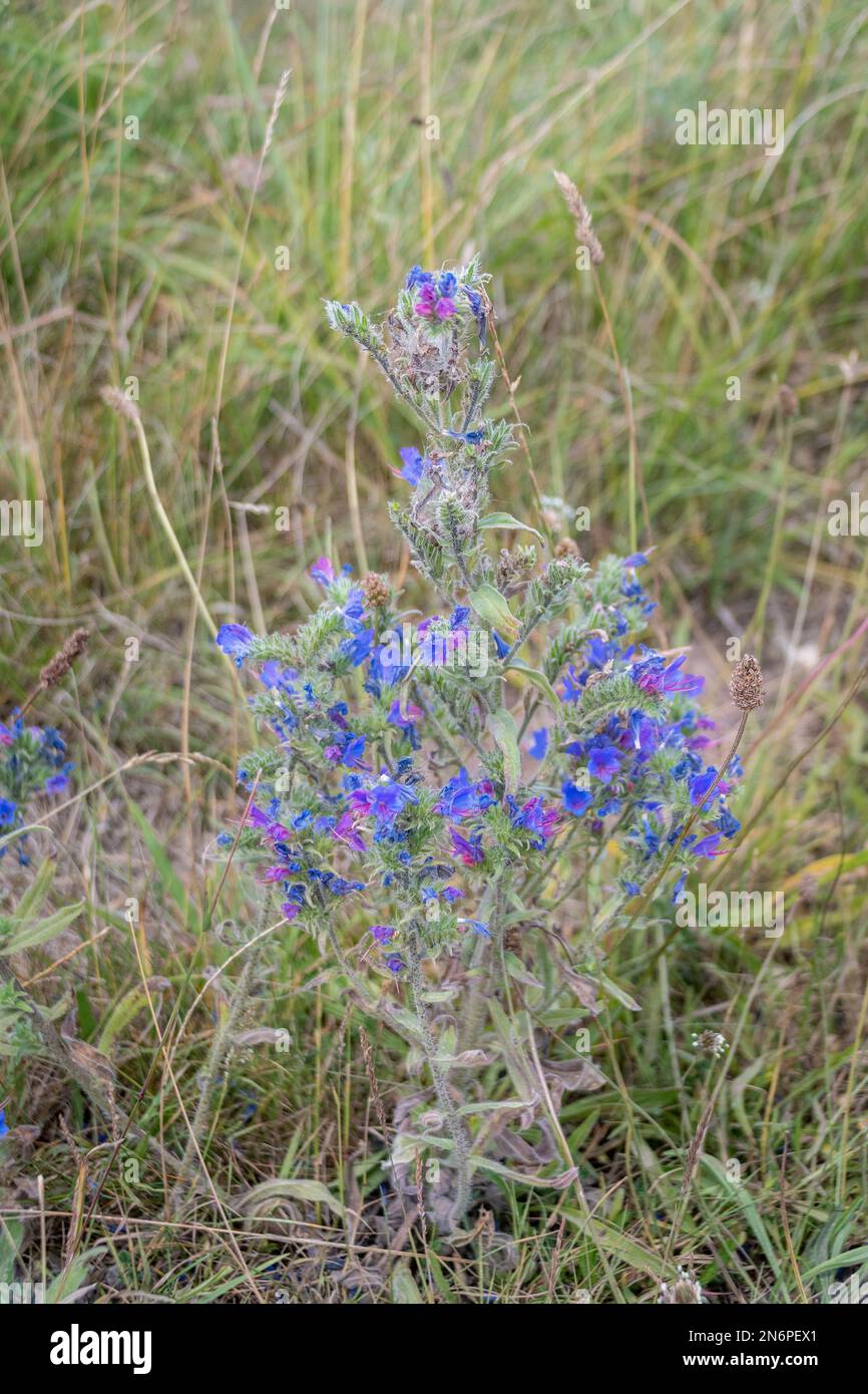 The blue and pink flowers of Vipers Bugloss, Echium vulgare growing ...