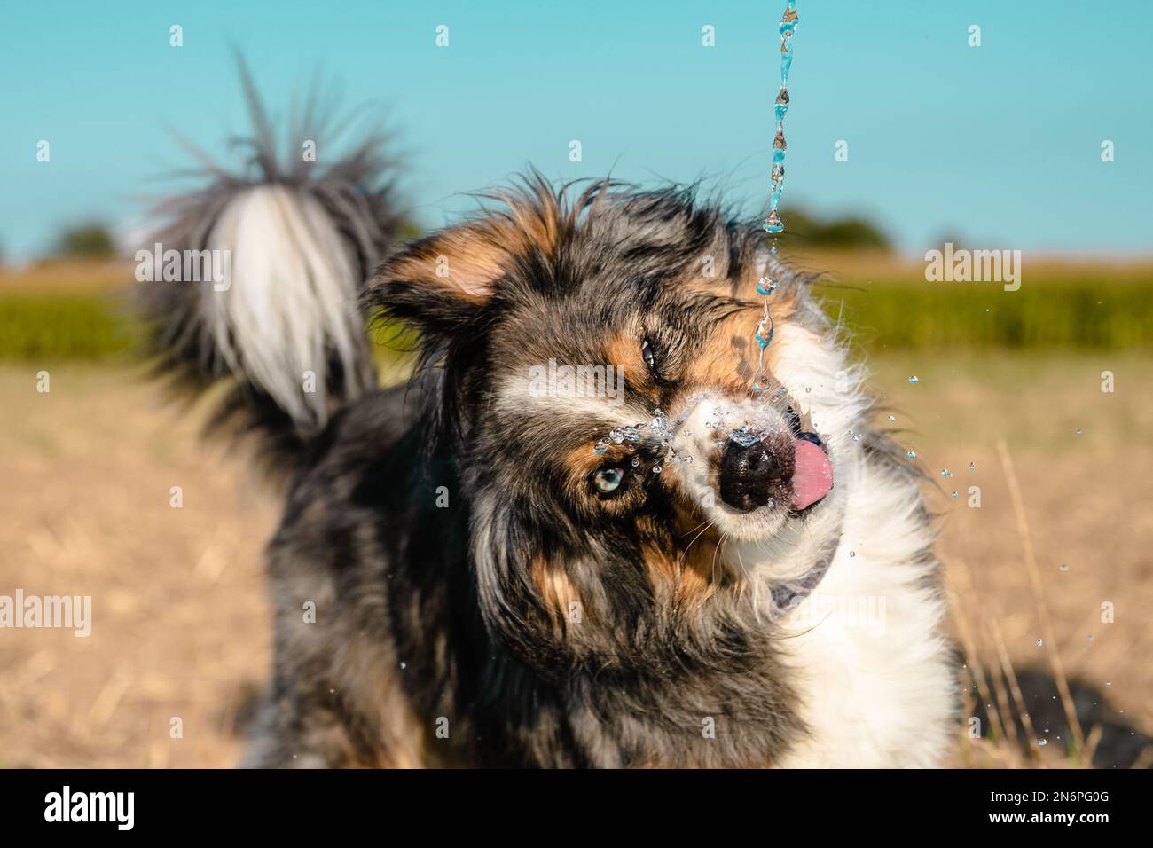 Pomeranian Australian Shepherd Puppies