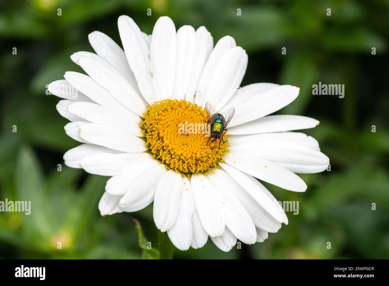 A large wild daisy flowerhead, Leucanthemum sp, with a green bottle fly ...