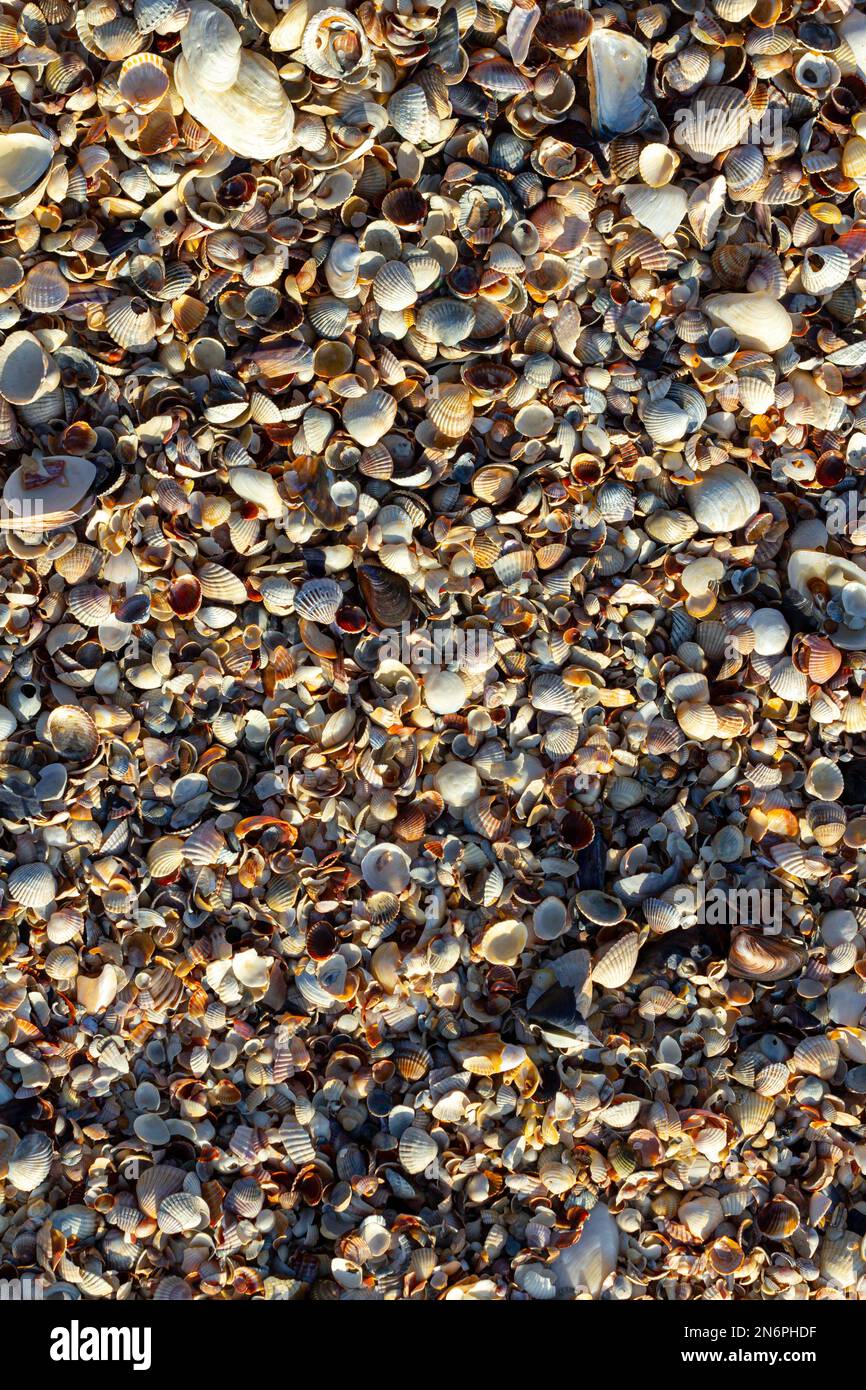 Seashell background, lots of different seashells piled together for ...