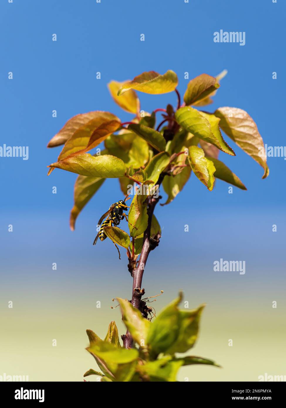 European wasp on a peach fruit tree branch blue background Stock Photo ...
