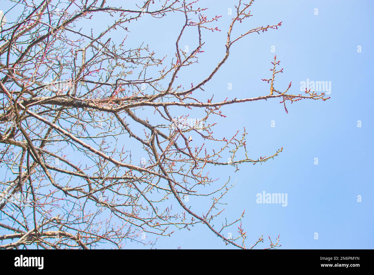 Corn plants with burned leaves growing against cloudy blue sky after ...