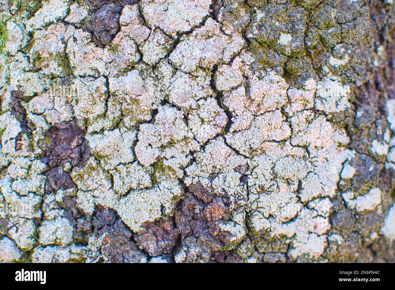 Clumps of mosses grow on tree bark mossy texture, bryophyte Stock Photo ...